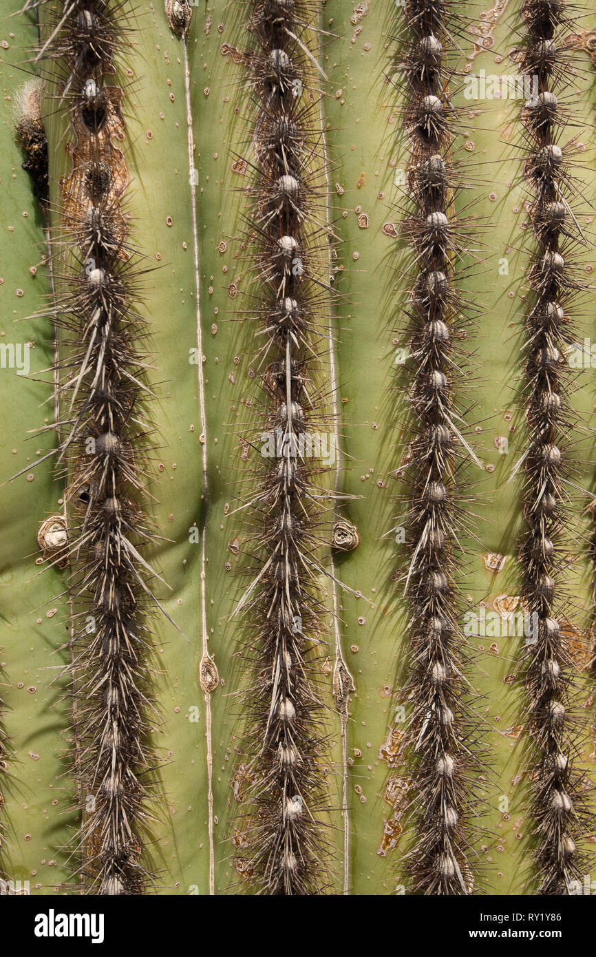 Sonoyta sonora mexico hi-res stock photography and images - Alamy