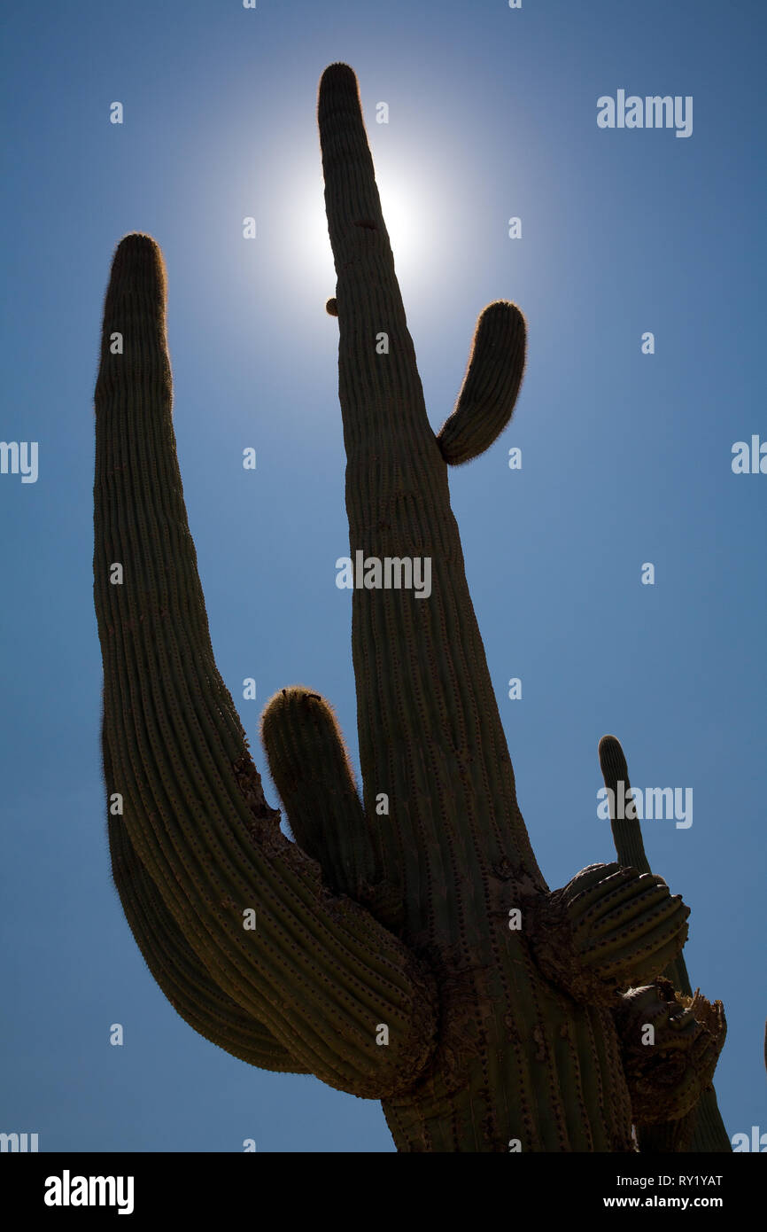 Sonoyta sonora mexico hi-res stock photography and images - Alamy