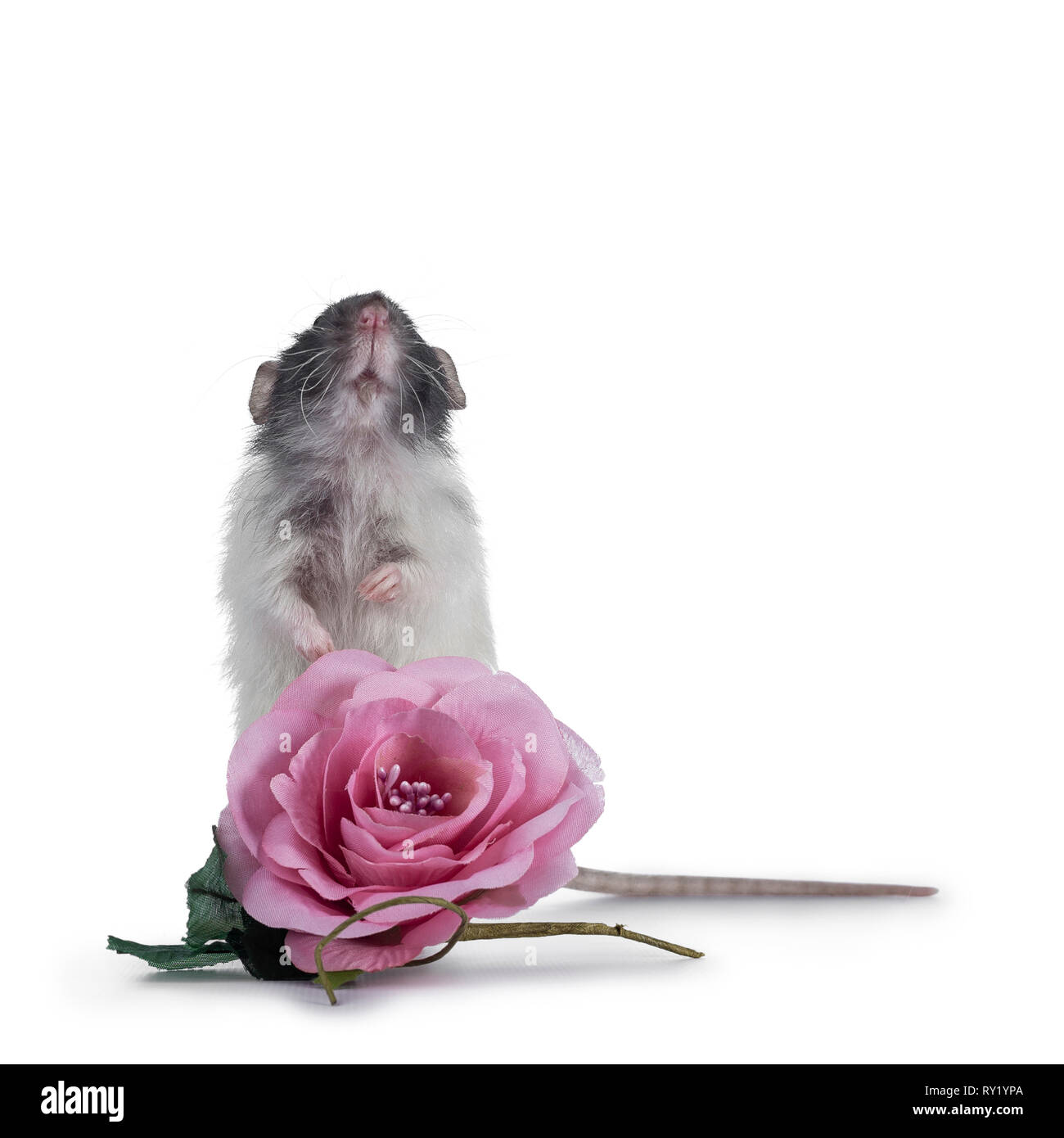 Cute dumbo rat, standing on hind legs behind pink fake flower. Looking ...