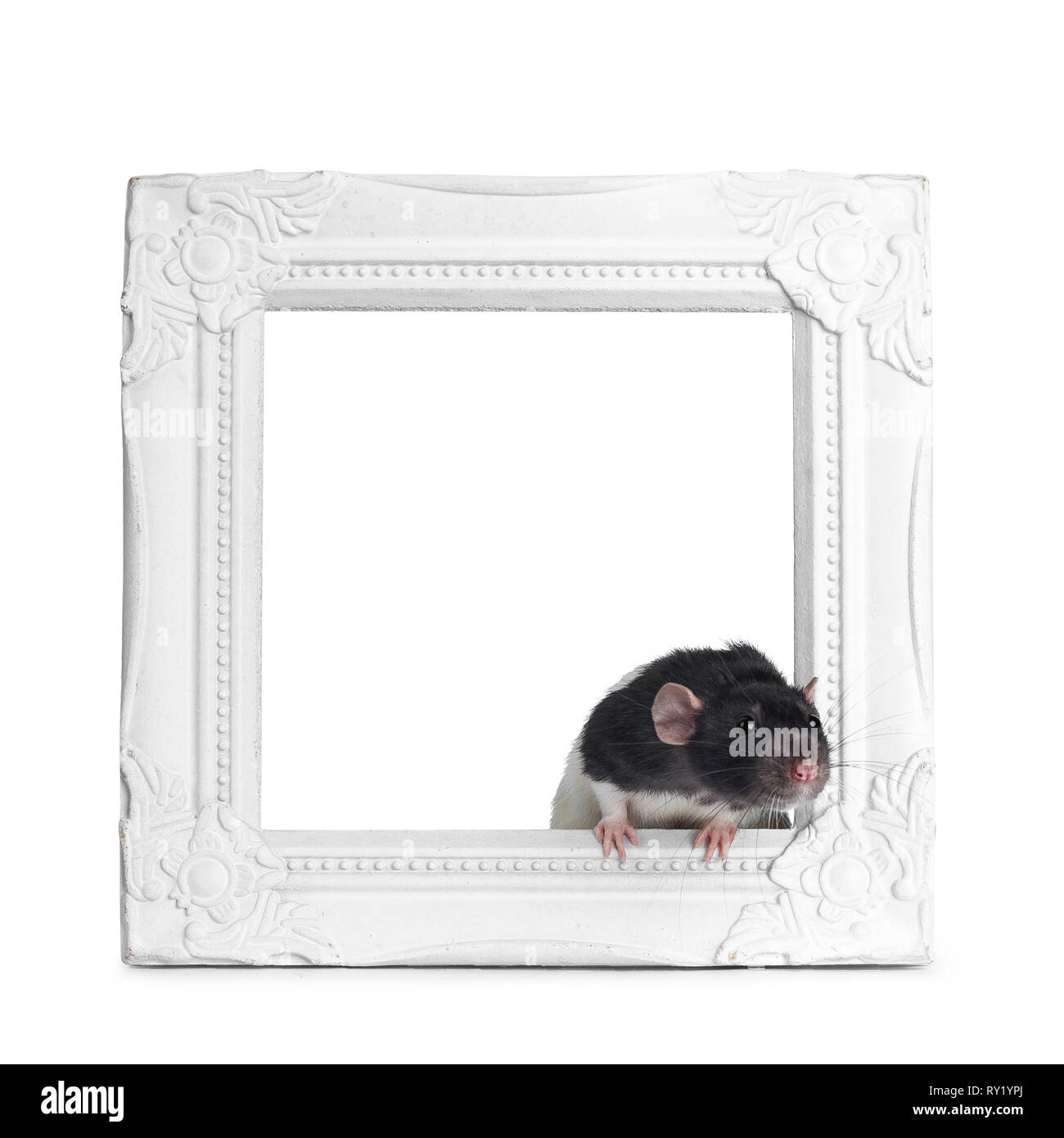 Cute dumbo rat, standing standing through white photo frame. Looking ...