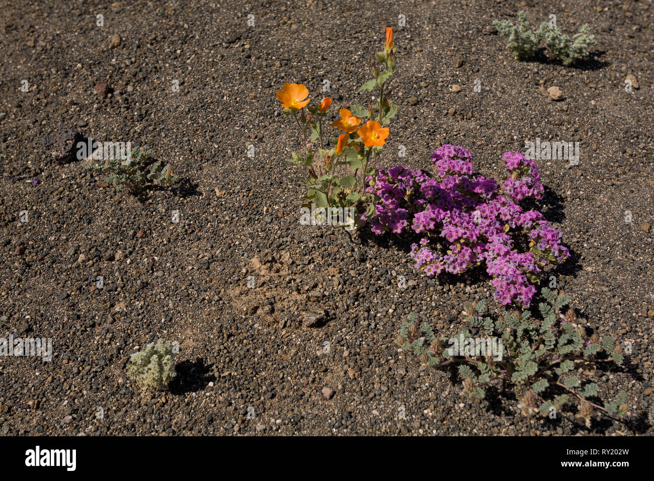 Reserva de la biosfera el pinacate gran desierto de altar hi-res stock ...