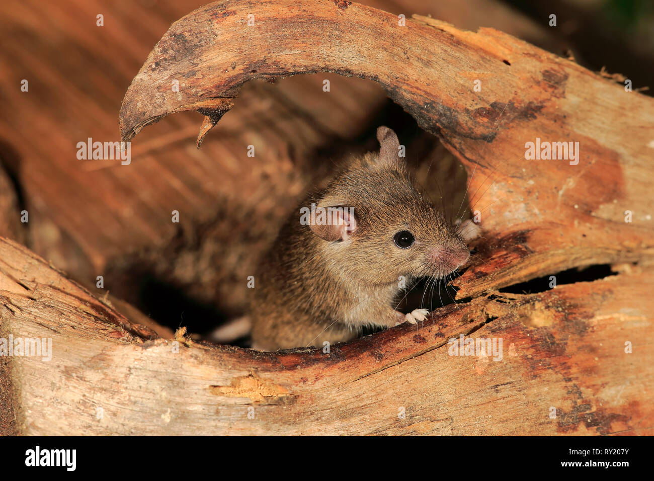 Mus musculus germany hi-res stock photography and images - Alamy