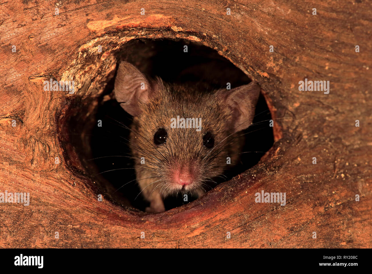 Mus musculus germany hi-res stock photography and images - Alamy