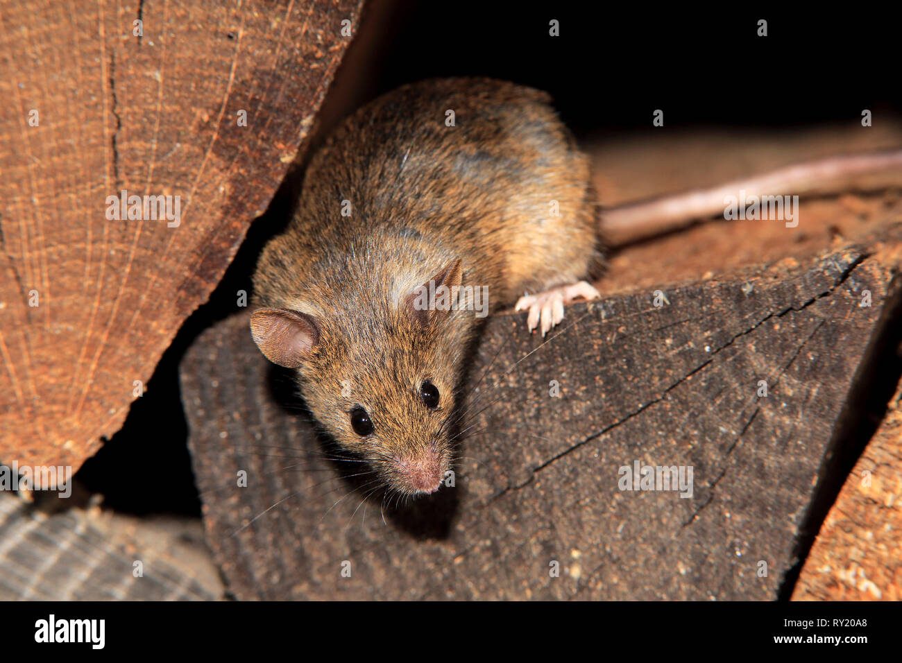 House Mouse, Rhineland Palatinate, Germany, Europe, (Mus musculus Stock ...