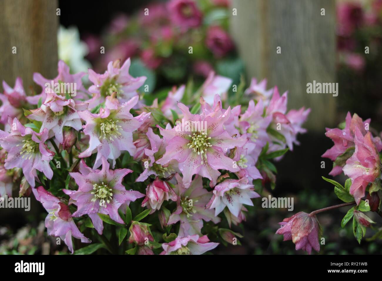 Hellebore ‘pretty ellen spotted’ hi-res stock photography and images ...
