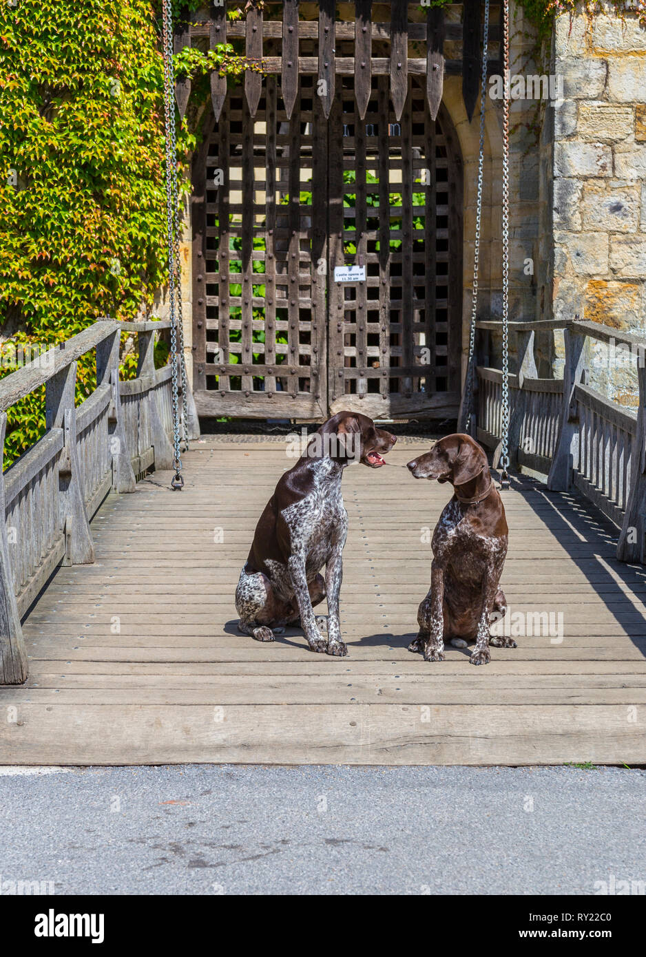 Two dogs on the drawbridge of hever castle hi-res stock photography and ...