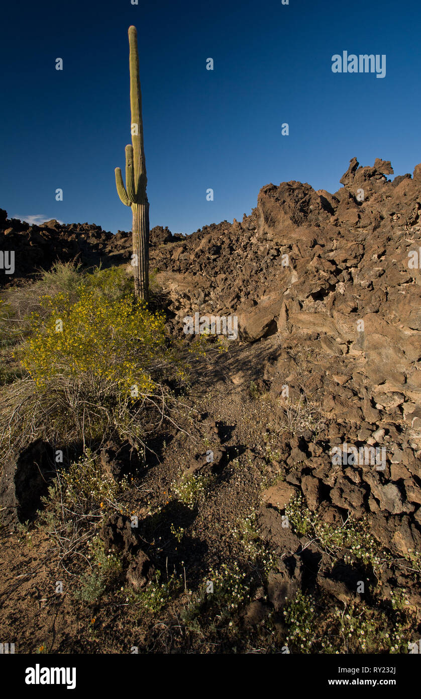 Pinacate hi-res stock photography and images - Alamy