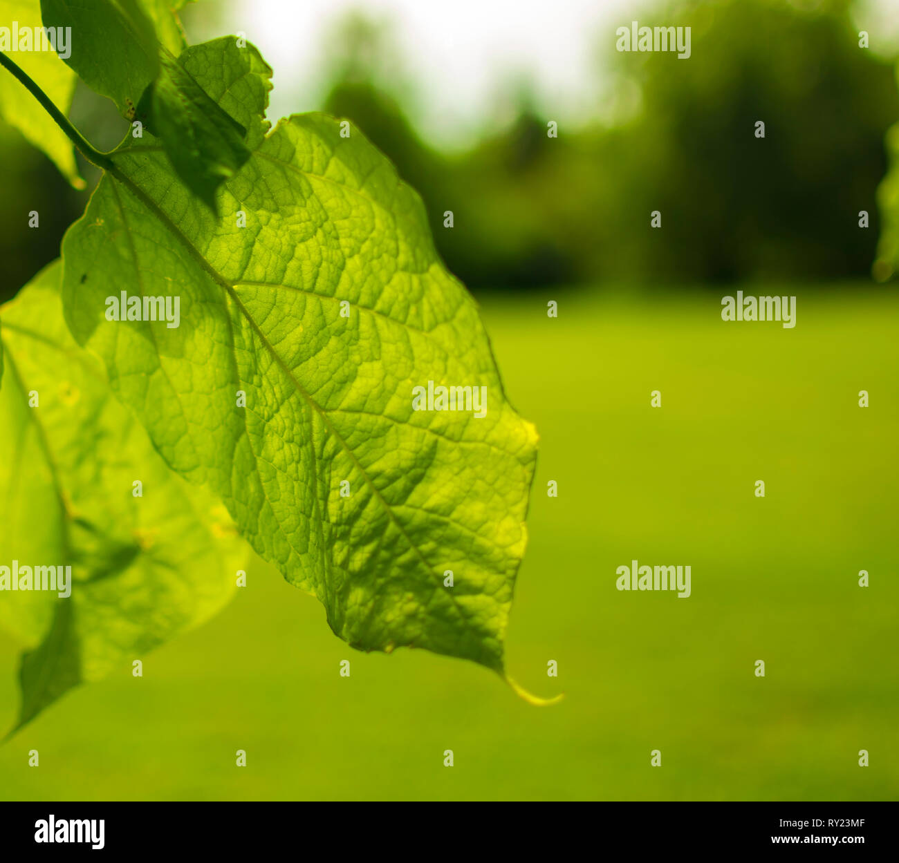 Beautiful close up of a leaf with some sunlight shining over it Stock ...