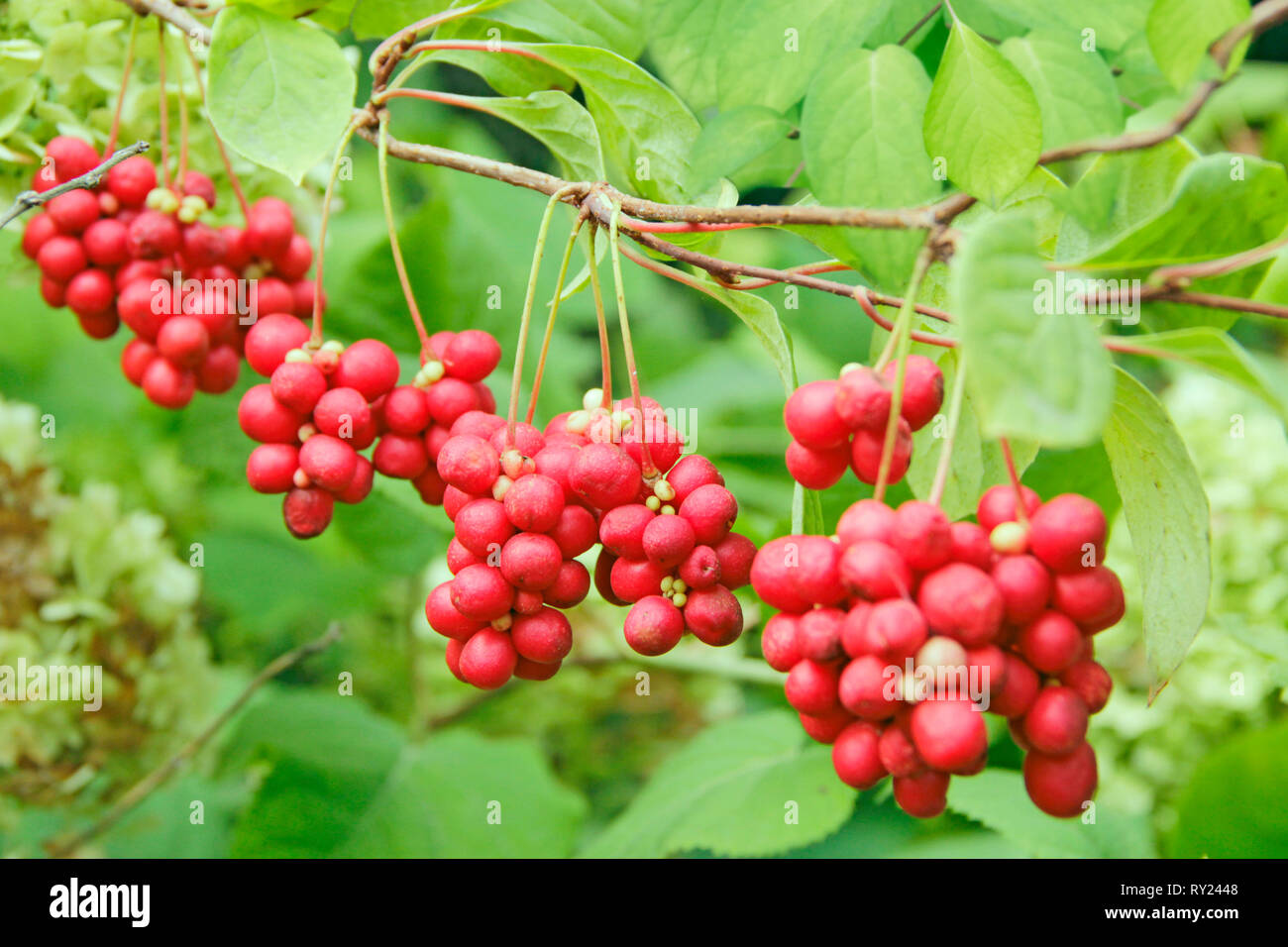 Branches of red schisandra. Clusters of ripe schizandra. Crop of useful ...