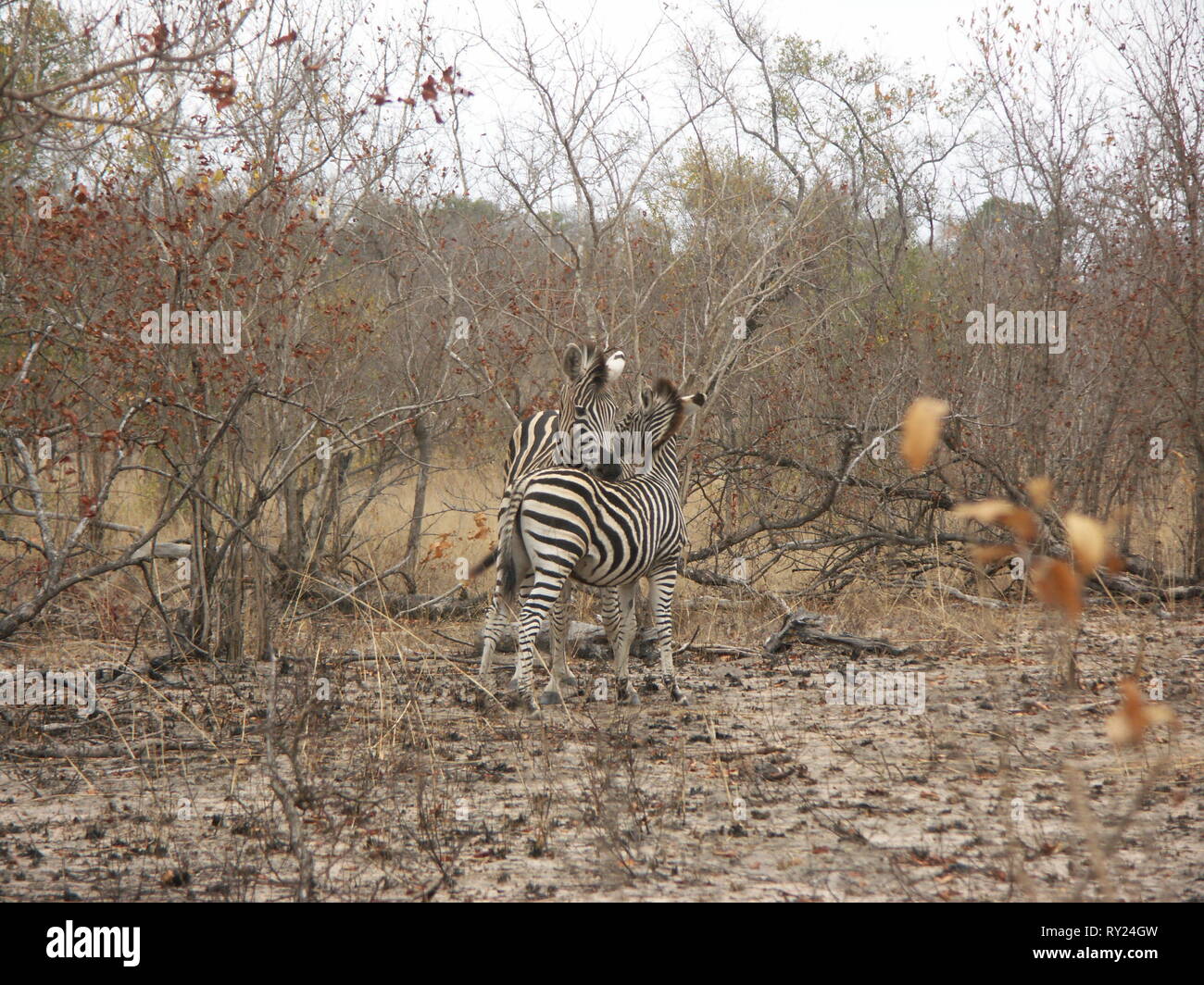 Cuddling zebra hi-res stock photography and images - Alamy