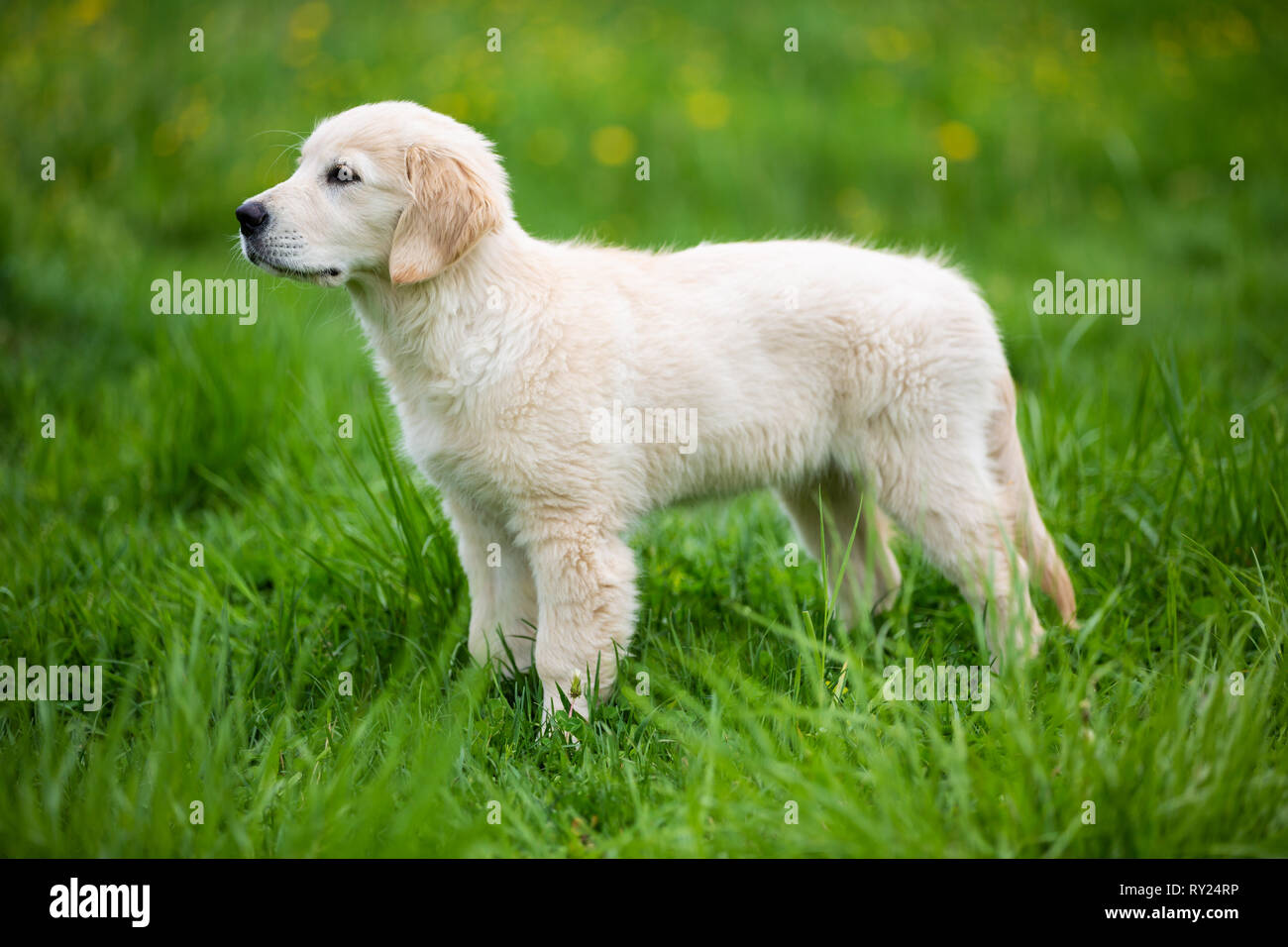 Green golden retriever hi-res stock photography and images - Alamy