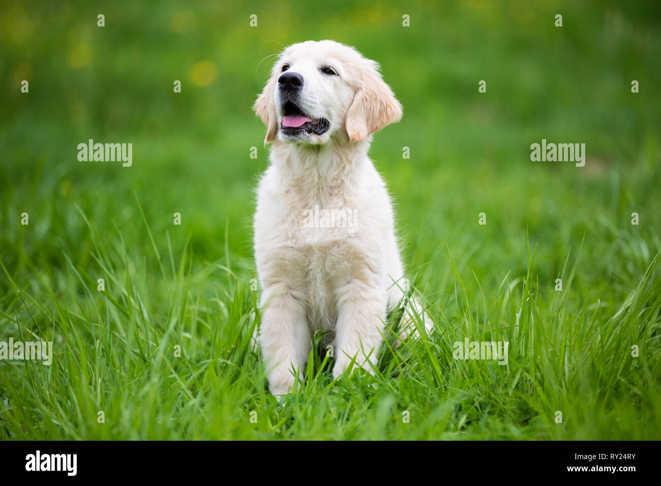 Green golden retriever hi-res stock photography and images - Alamy
