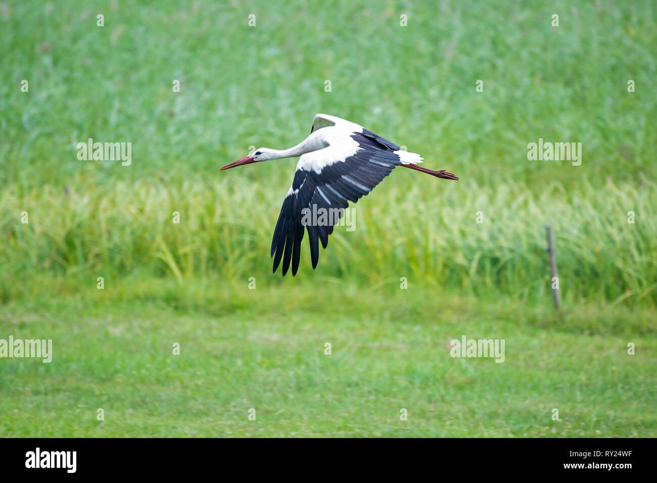 Black stork wings hi-res stock photography and images - Alamy