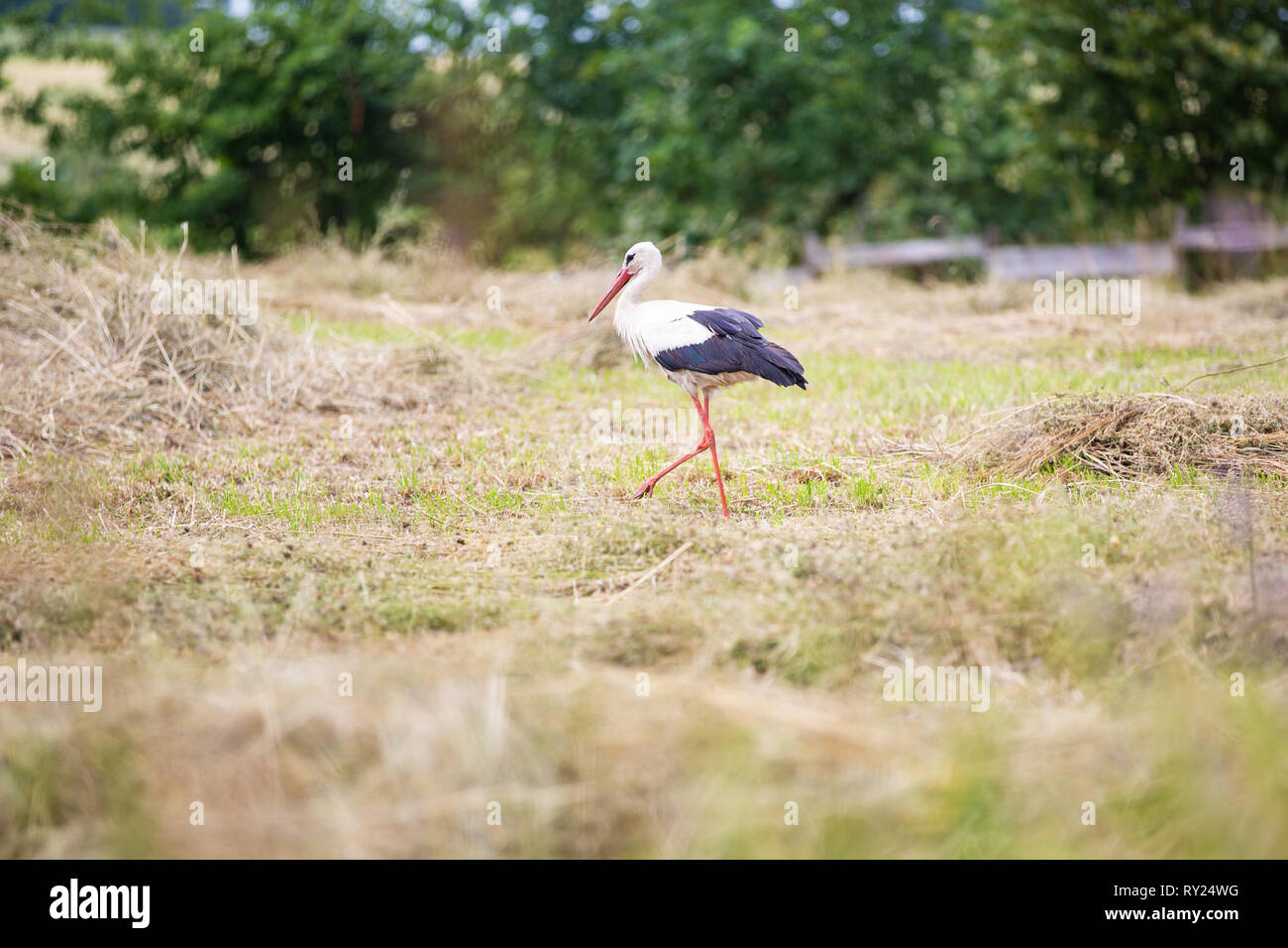 Stork walking through the meadow Stock Photo - Alamy