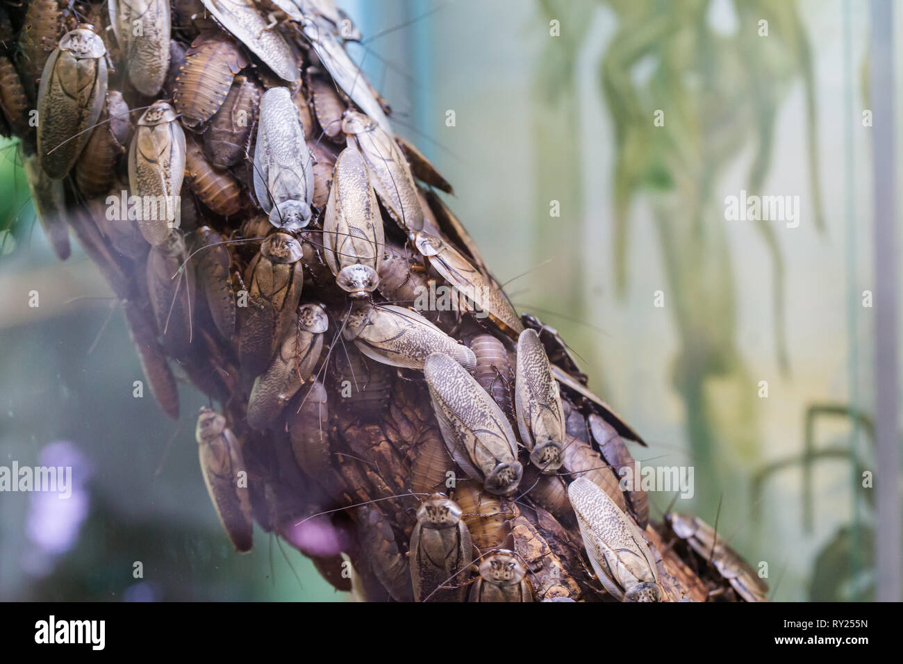 The True Death's Head Cockroach Or Blaberus Craniifer Is A Cockroach ...