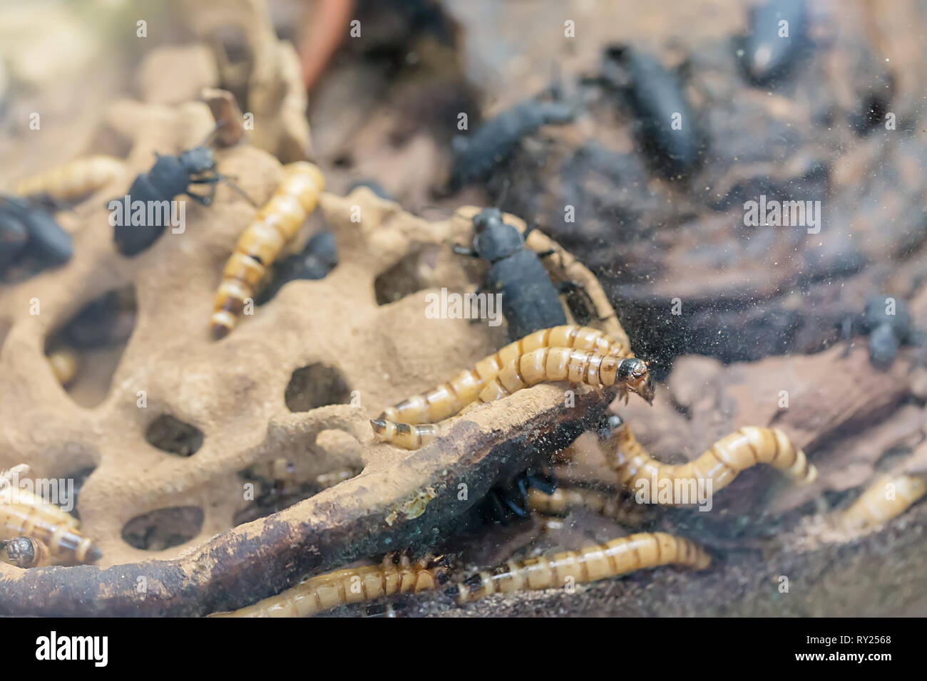 Larva and mealworm beetle Tenebrio molitor, a species of black darkling ...