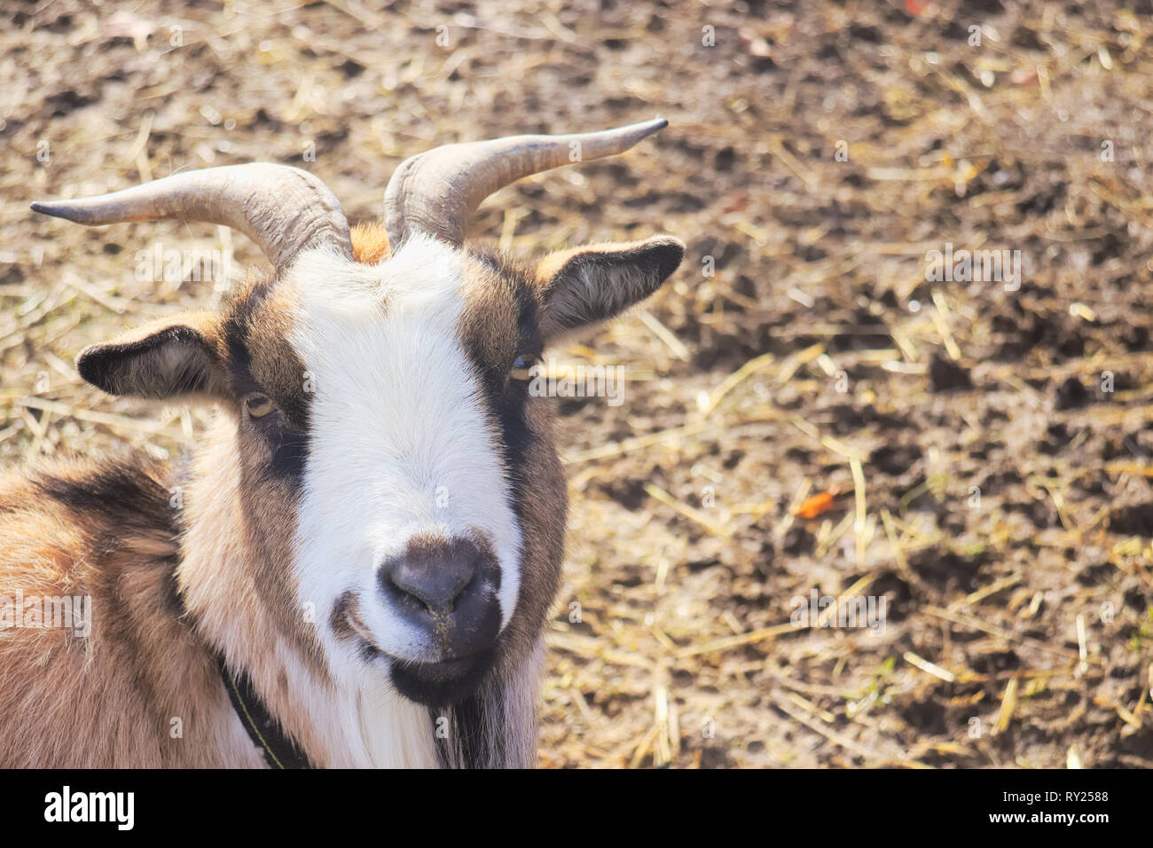 Brown and white goat hi-res stock photography and images - Alamy