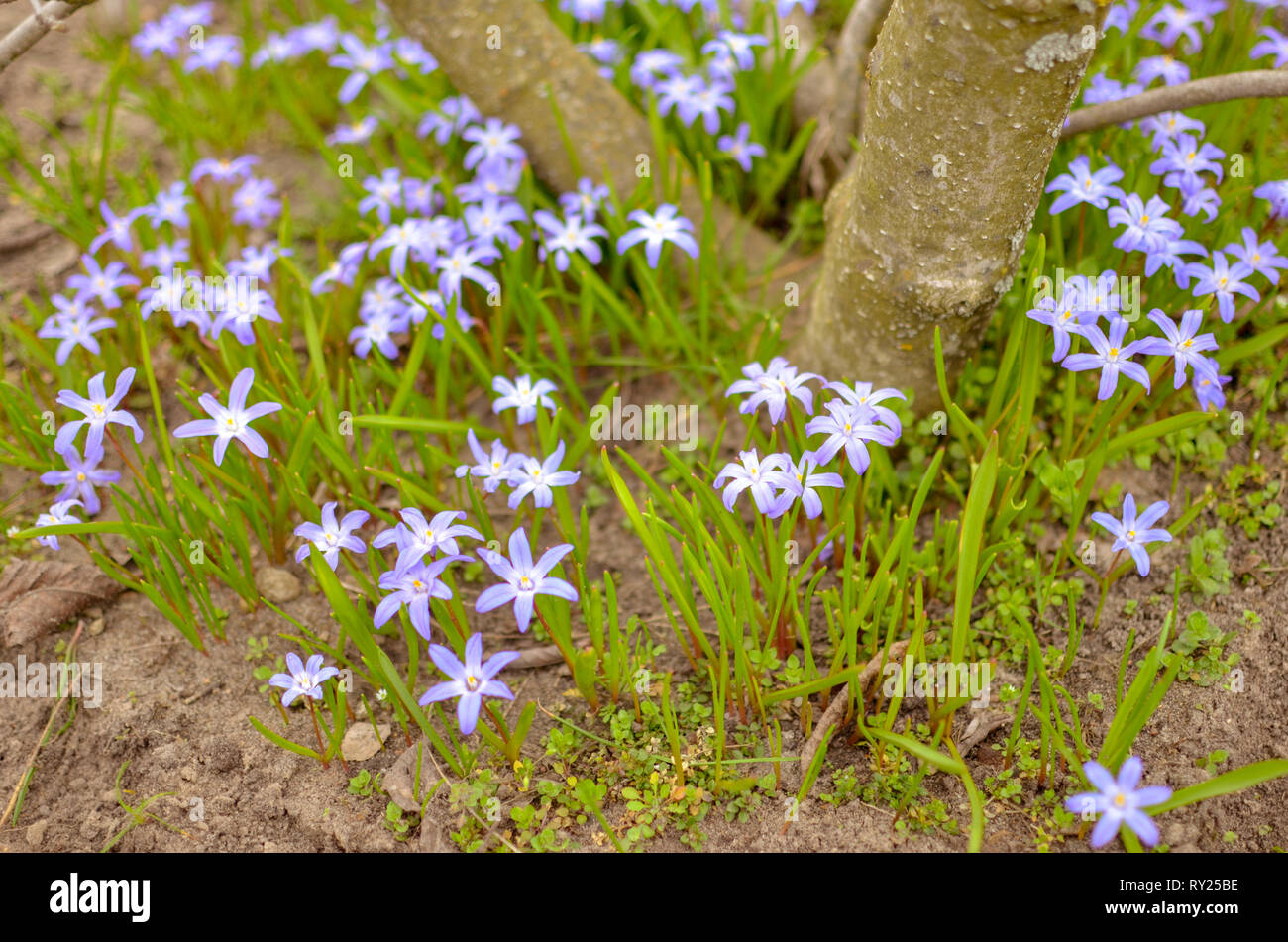 Wildly growing hi-res stock photography and images - Alamy