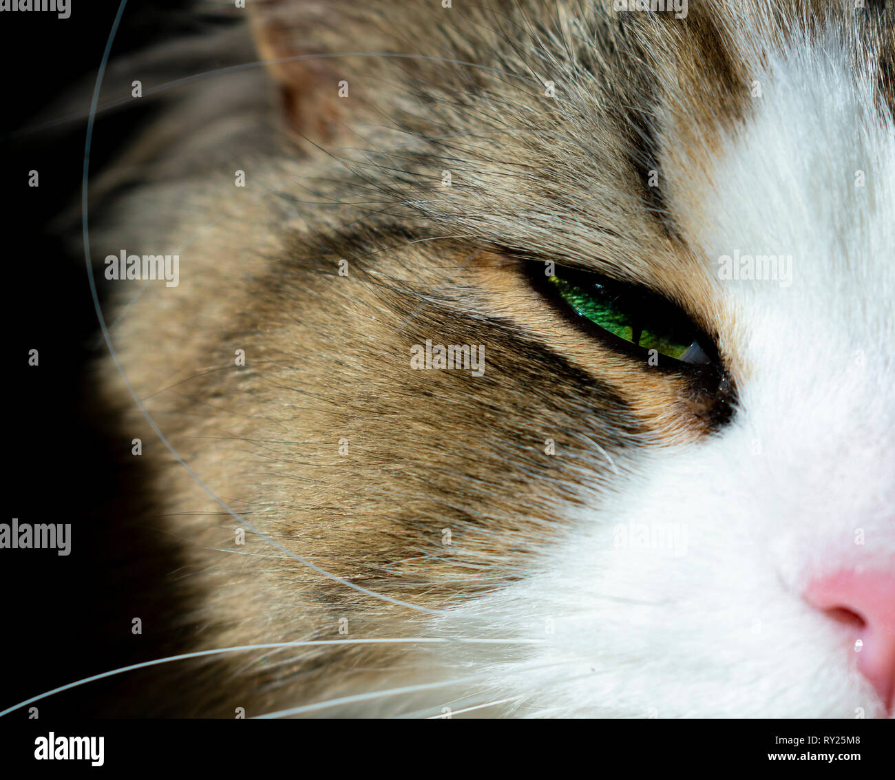 Cat face close up captured in the sun light Stock Photo - Alamy