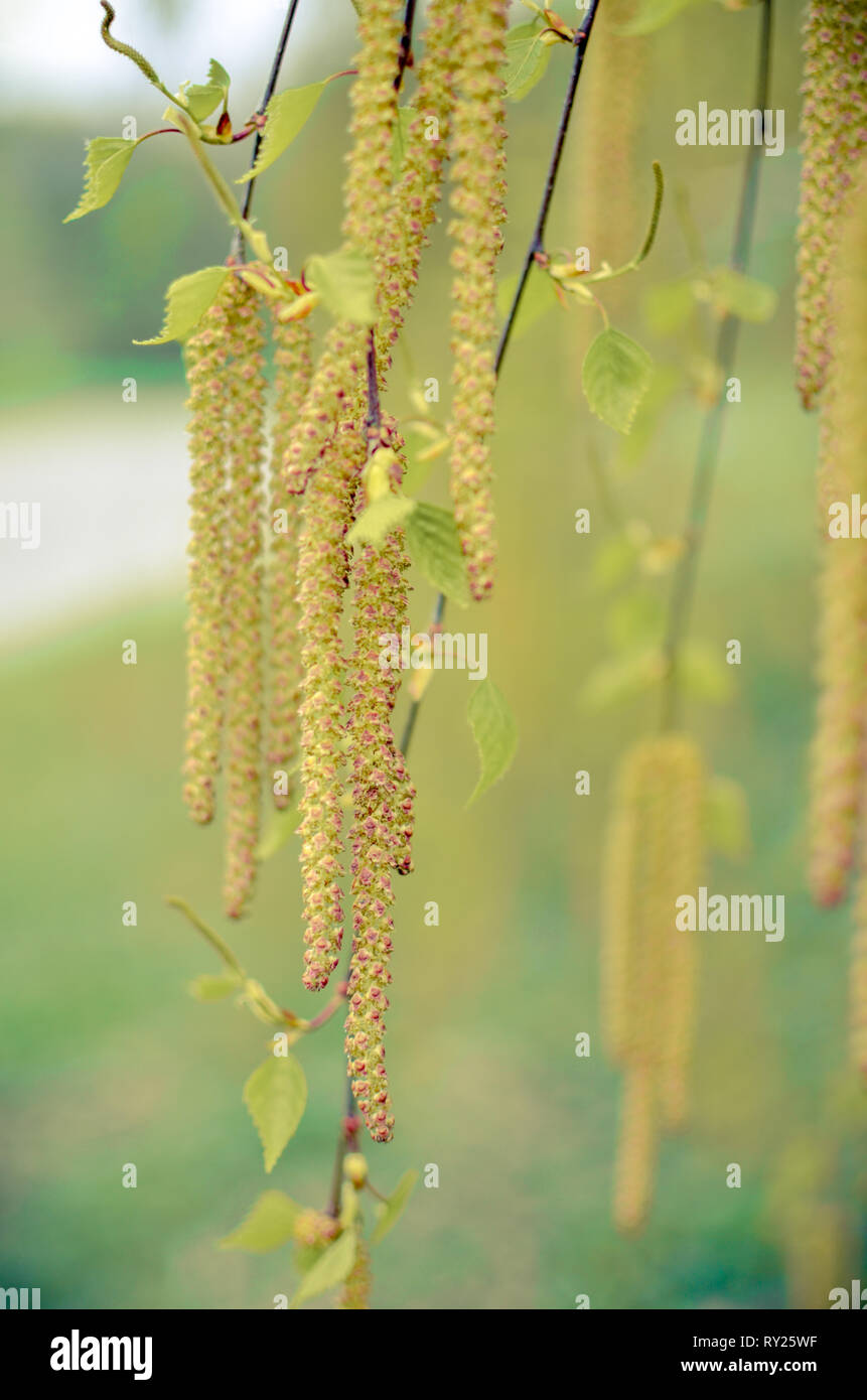 Growth on birch tree hi-res stock photography and images - Alamy