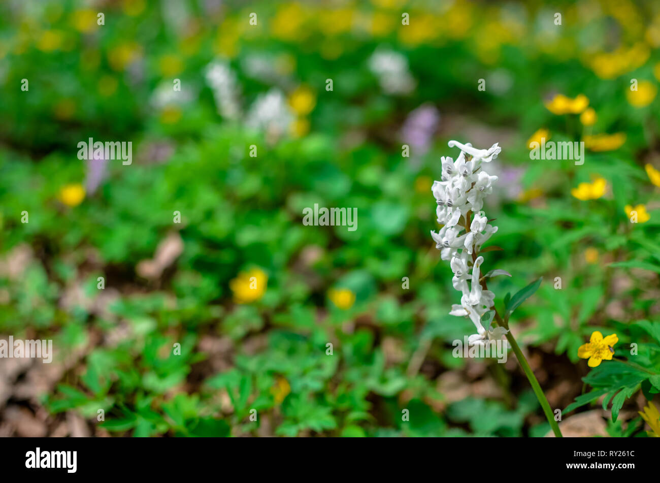 The first colorful spring flowers in wood Stock Photo - Alamy