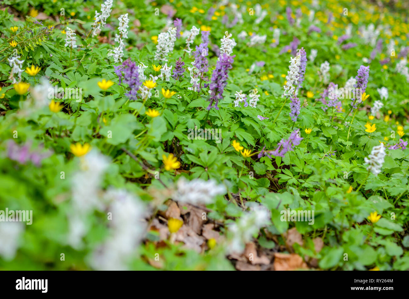 The first colorful spring flowers in wood Stock Photo - Alamy