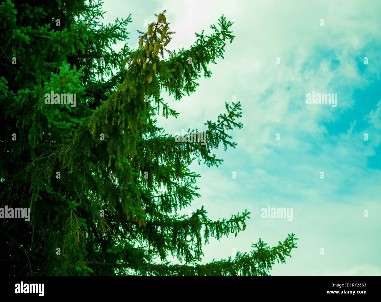 Pine tree in maisonneuve park in montreal canada Stock Photo - Alamy