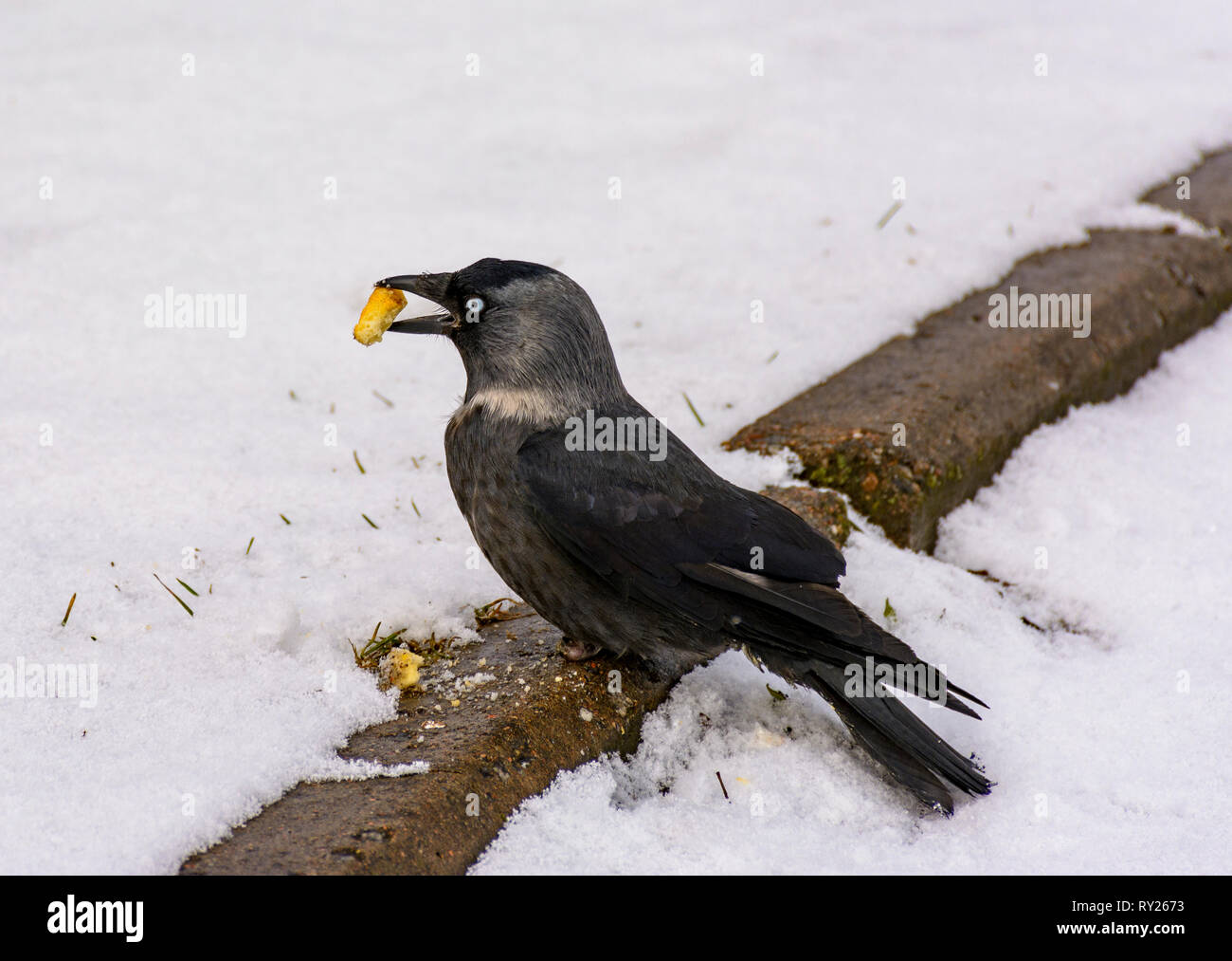 The bird is a jackdaw eats crackers thrown on her lawn Stock Photo - Alamy