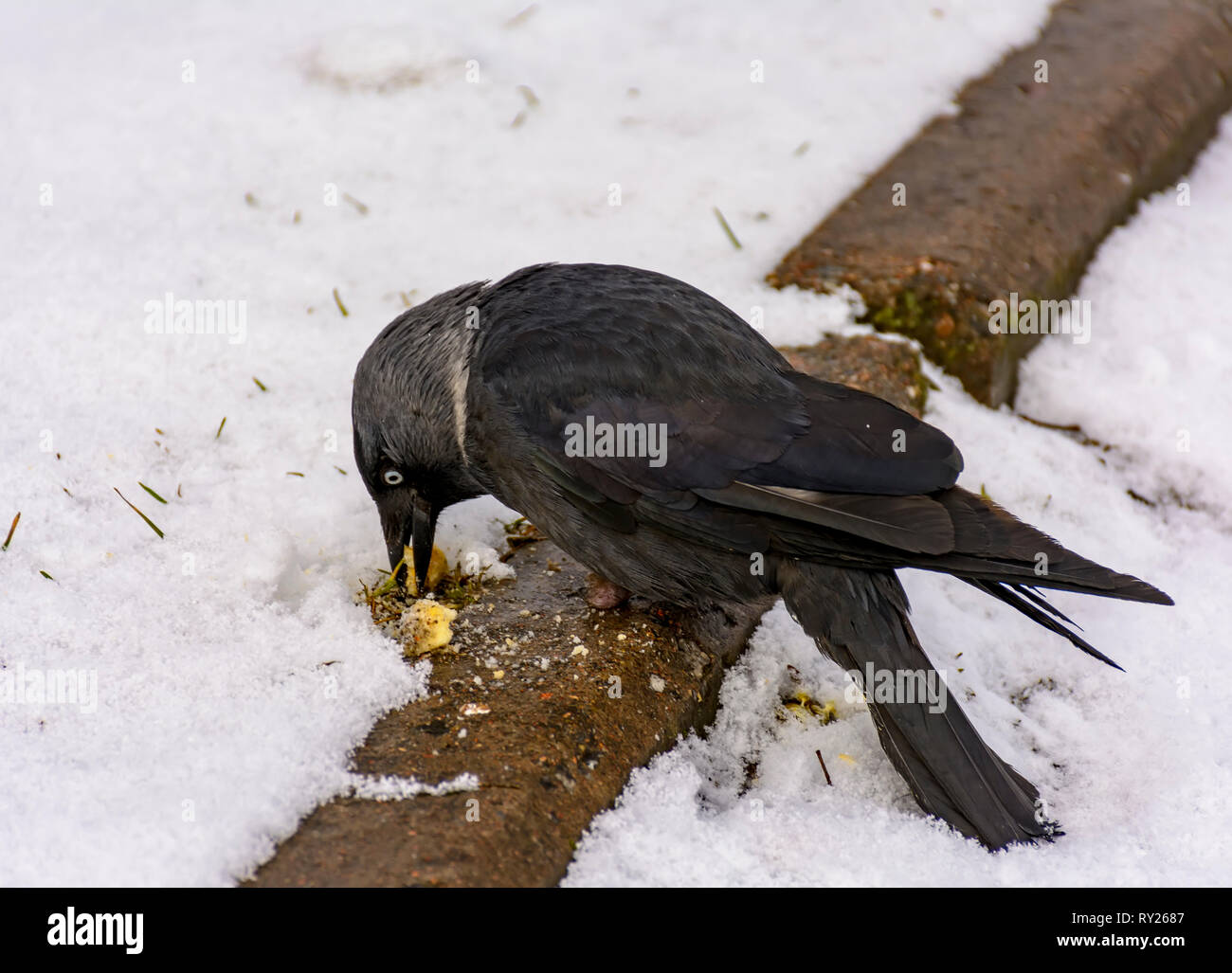 The bird is a jackdaw eats crackers thrown on her lawn Stock Photo - Alamy