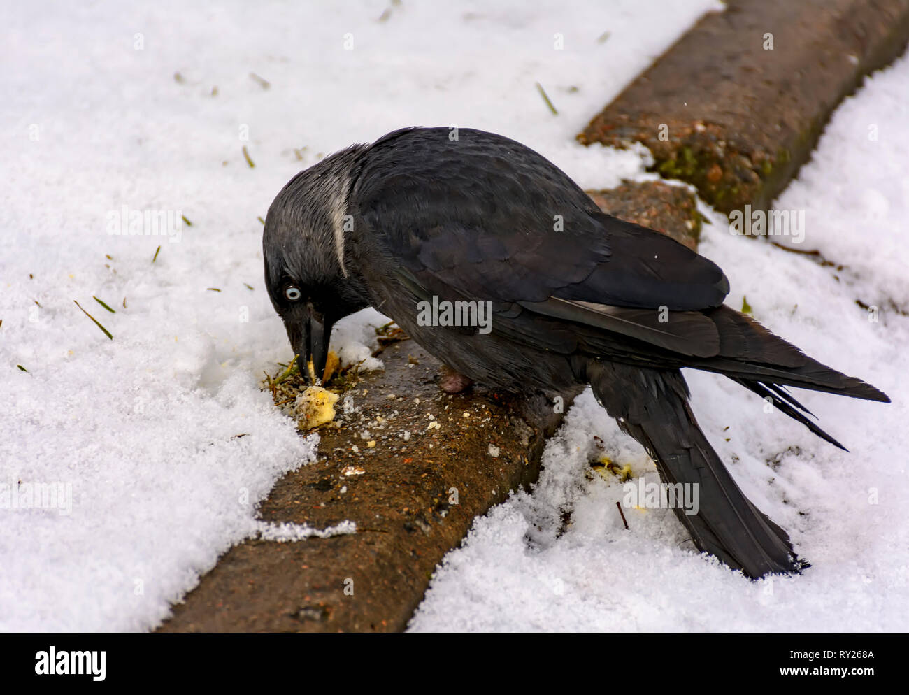 The bird is a jackdaw eats crackers thrown on her lawn Stock Photo - Alamy