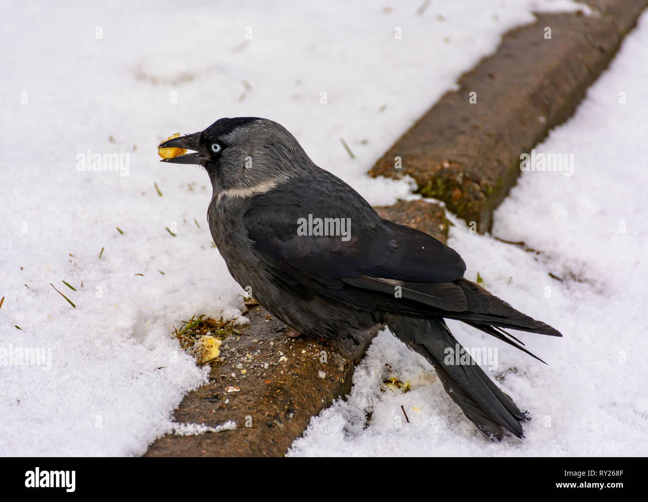 The bird is a jackdaw eats crackers thrown on her lawn Stock Photo - Alamy