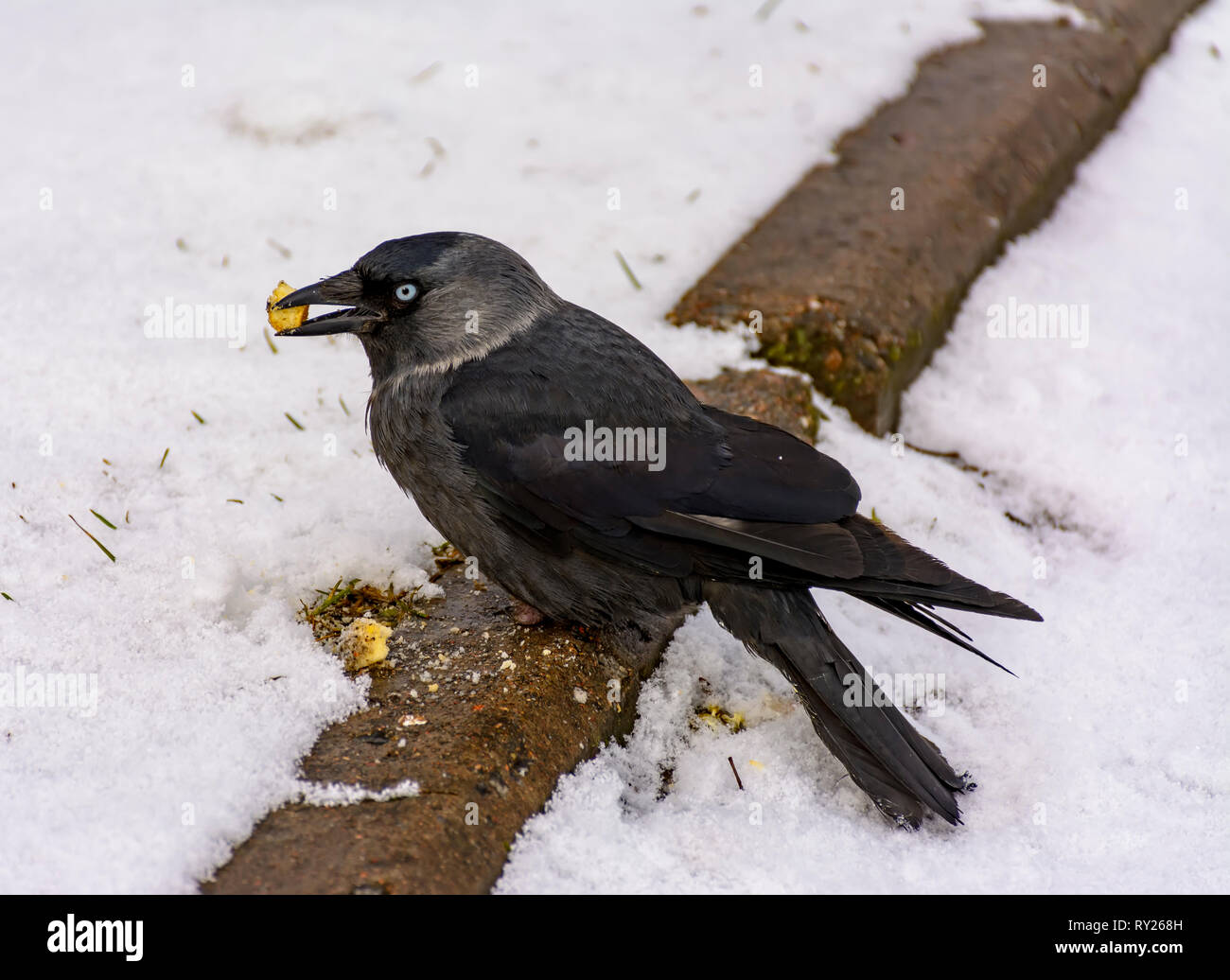 The bird is a jackdaw eats crackers thrown on her lawn Stock Photo - Alamy