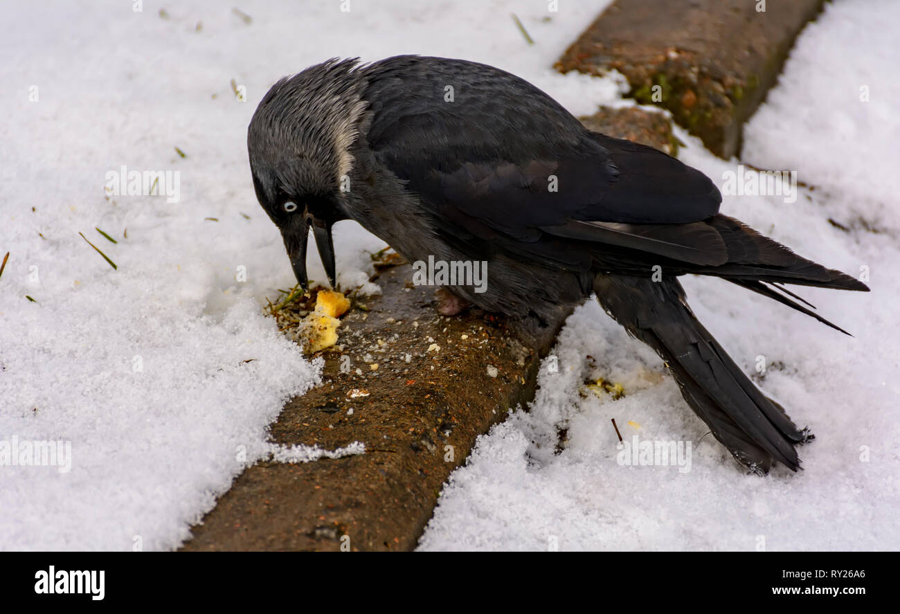 The bird is a jackdaw eats crackers thrown on her lawn Stock Photo - Alamy
