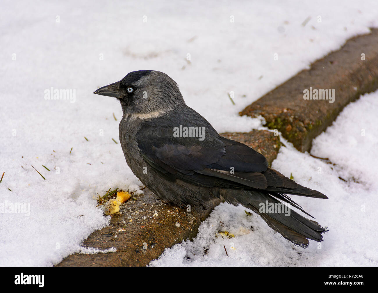The bird is a jackdaw eats crackers thrown on her lawn Stock Photo - Alamy