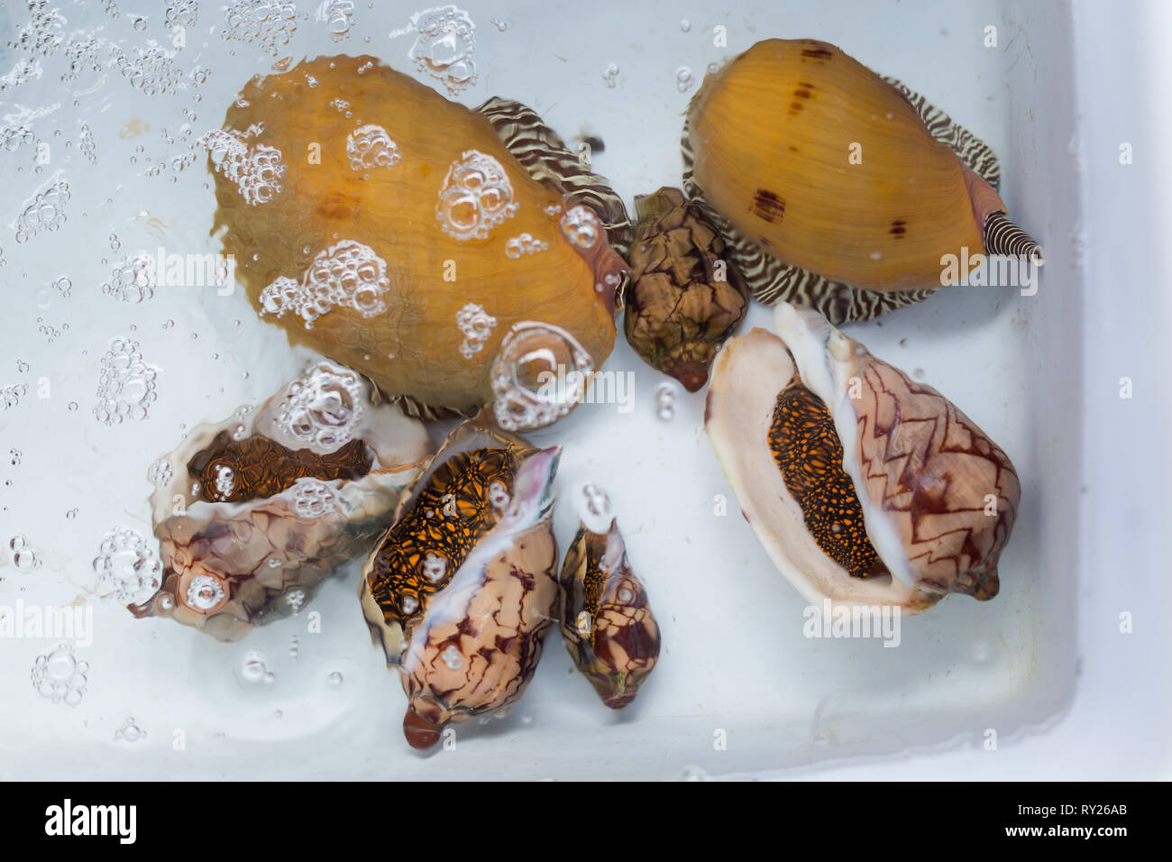 Thai alive giant sea snails in local port restaurant. Traditional thai ...