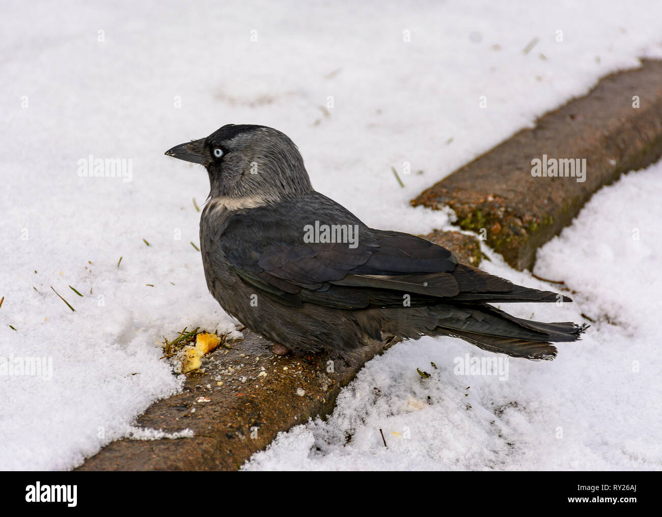 The bird is a jackdaw eats crackers thrown on her lawn Stock Photo - Alamy