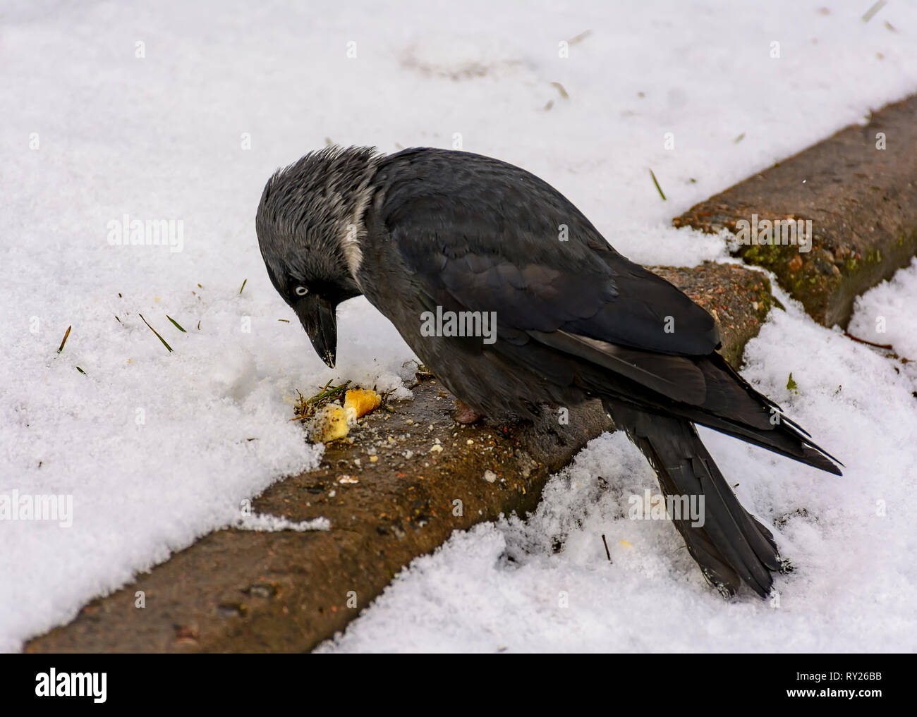 The bird is a jackdaw eats crackers thrown on her lawn Stock Photo - Alamy