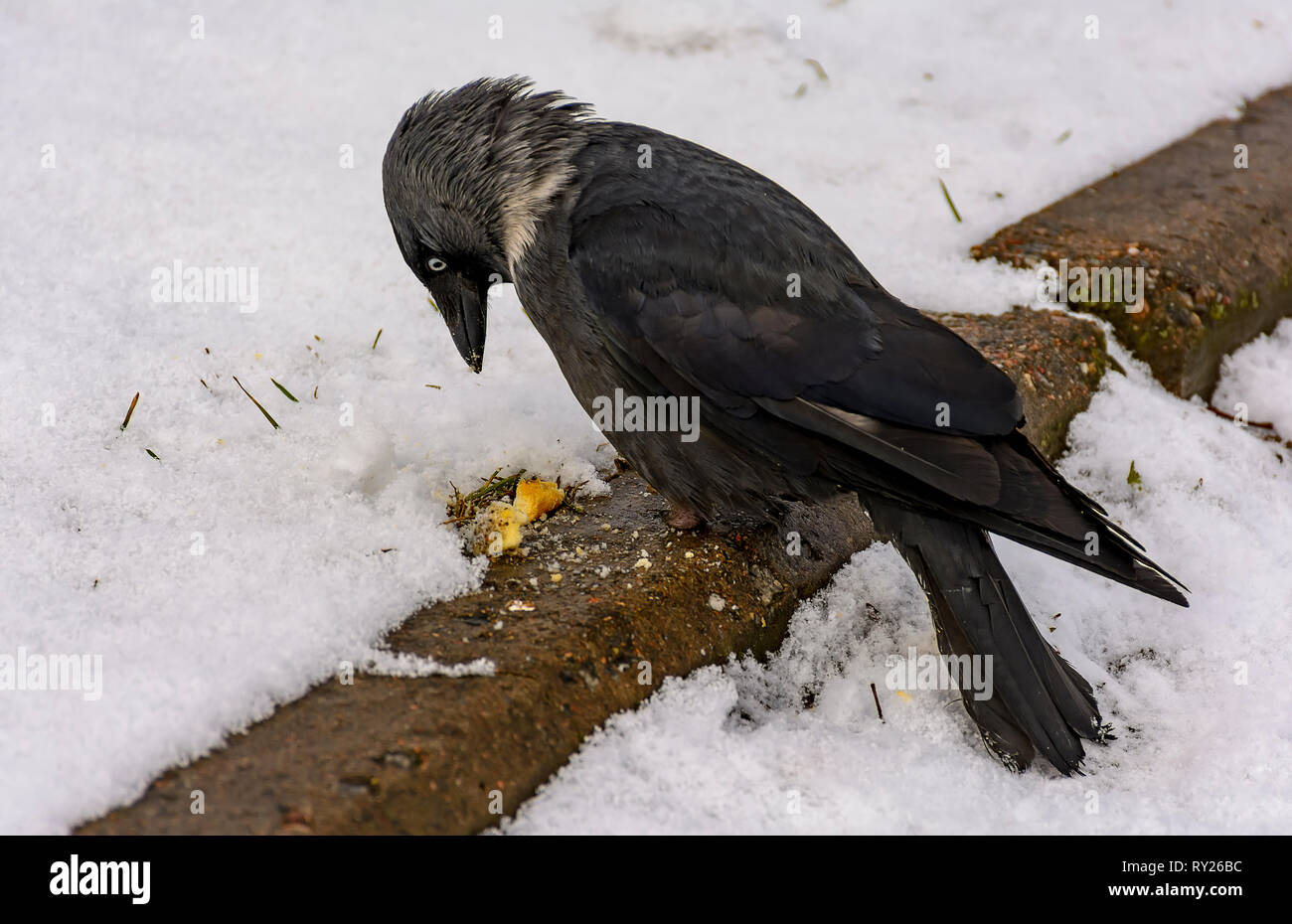 The bird is a jackdaw eats crackers thrown on her lawn Stock Photo - Alamy