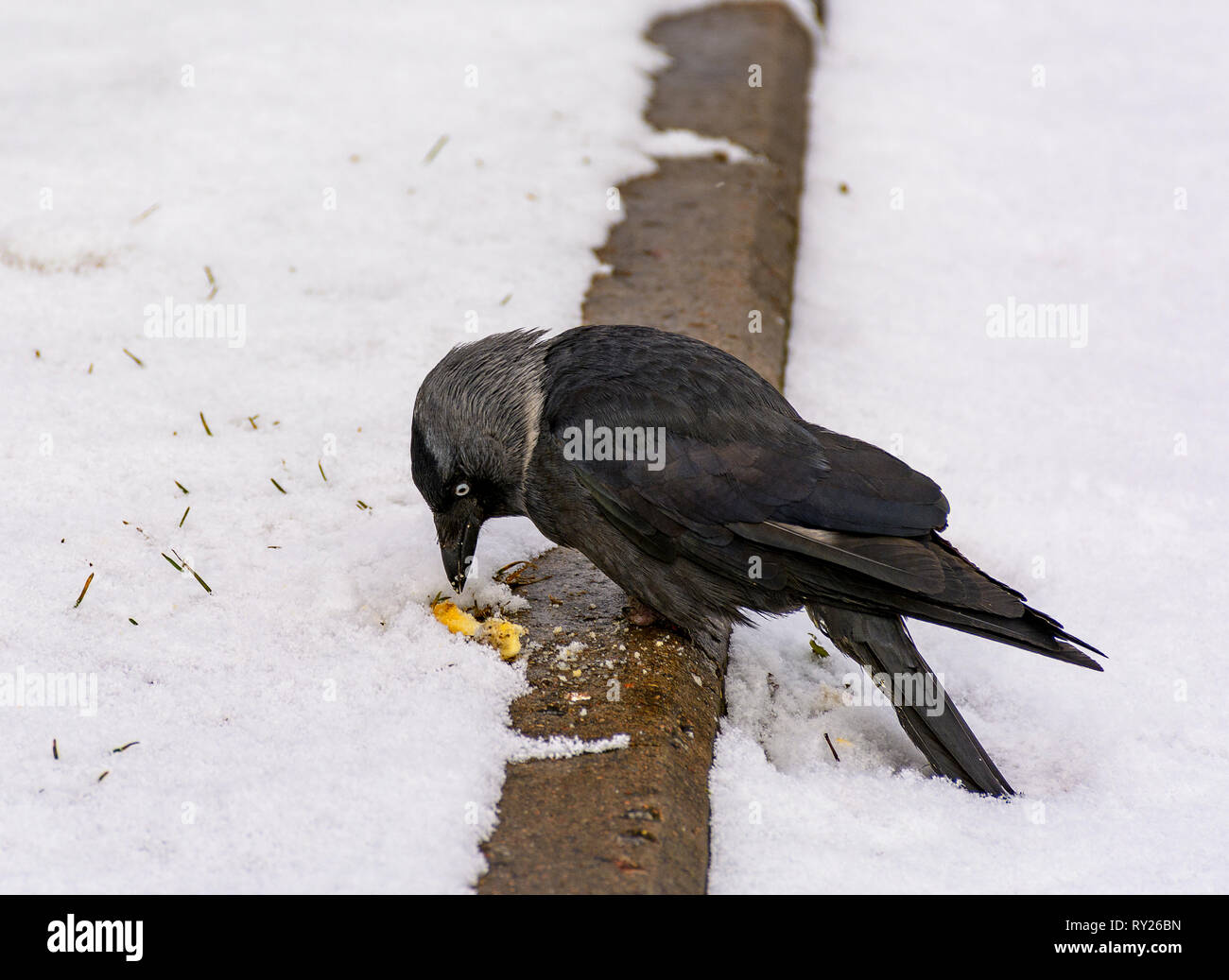 The bird is a jackdaw eats crackers thrown on her lawn Stock Photo - Alamy