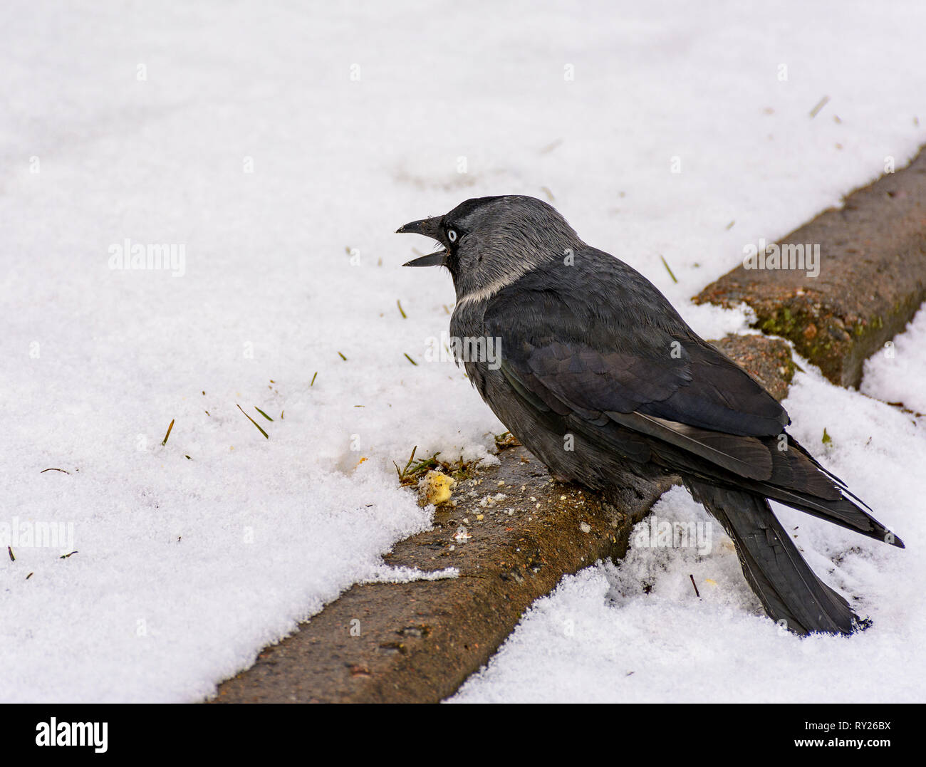 The bird is a jackdaw eats crackers thrown on her lawn Stock Photo - Alamy