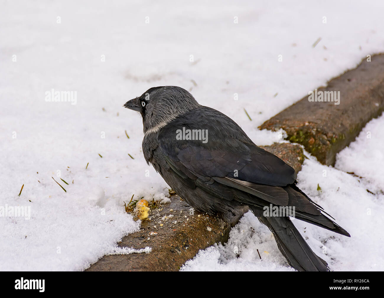 The bird is a jackdaw eats crackers thrown on her lawn Stock Photo - Alamy