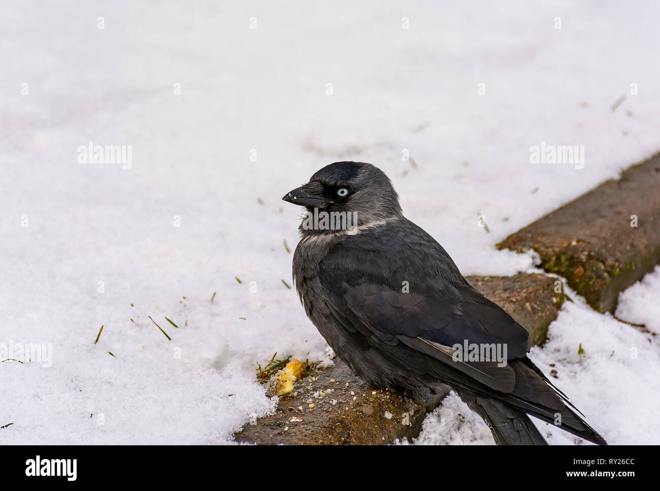 The bird is a jackdaw eats crackers thrown on her lawn Stock Photo - Alamy