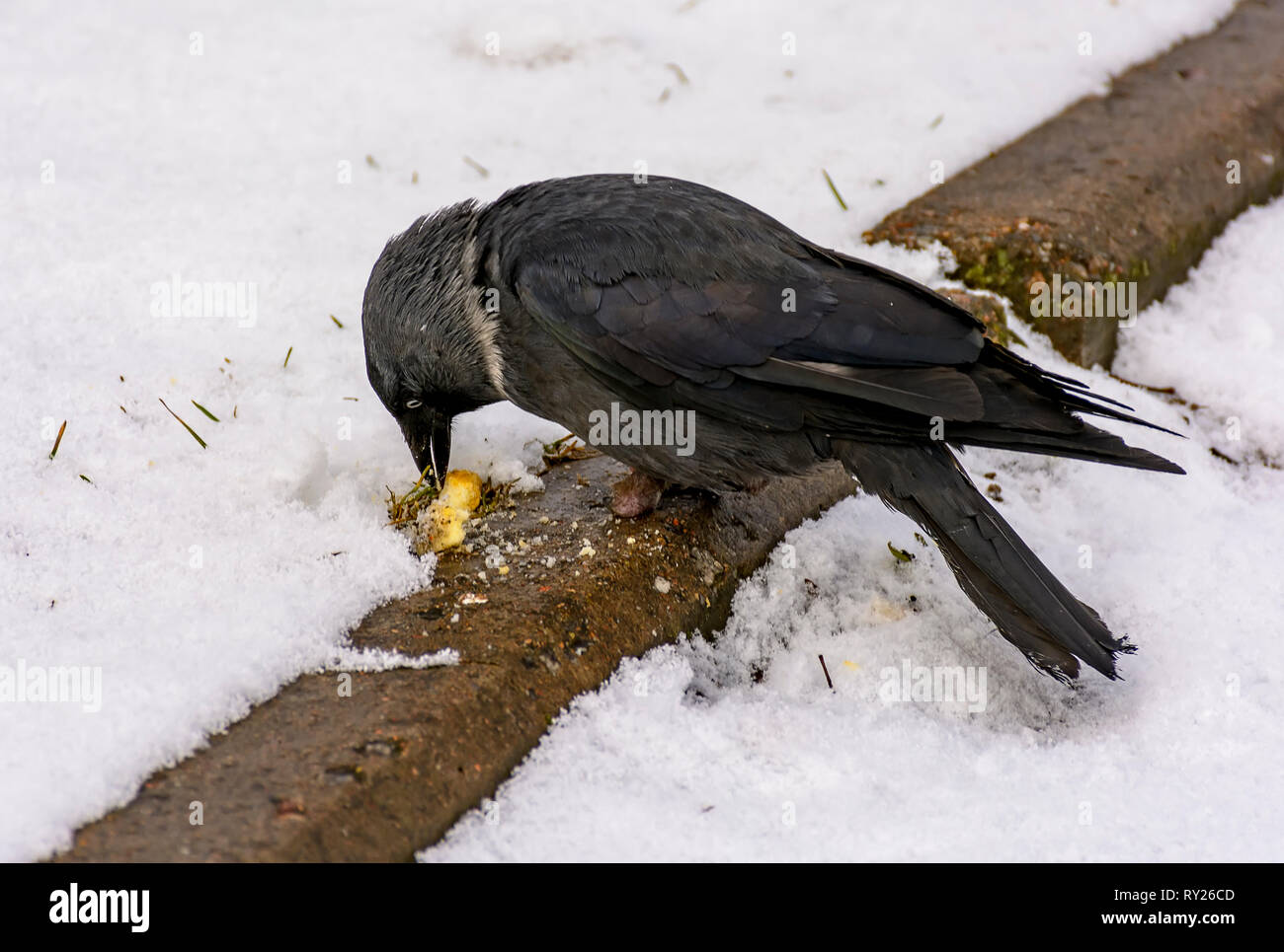 The bird is a jackdaw eats crackers thrown on her lawn Stock Photo - Alamy