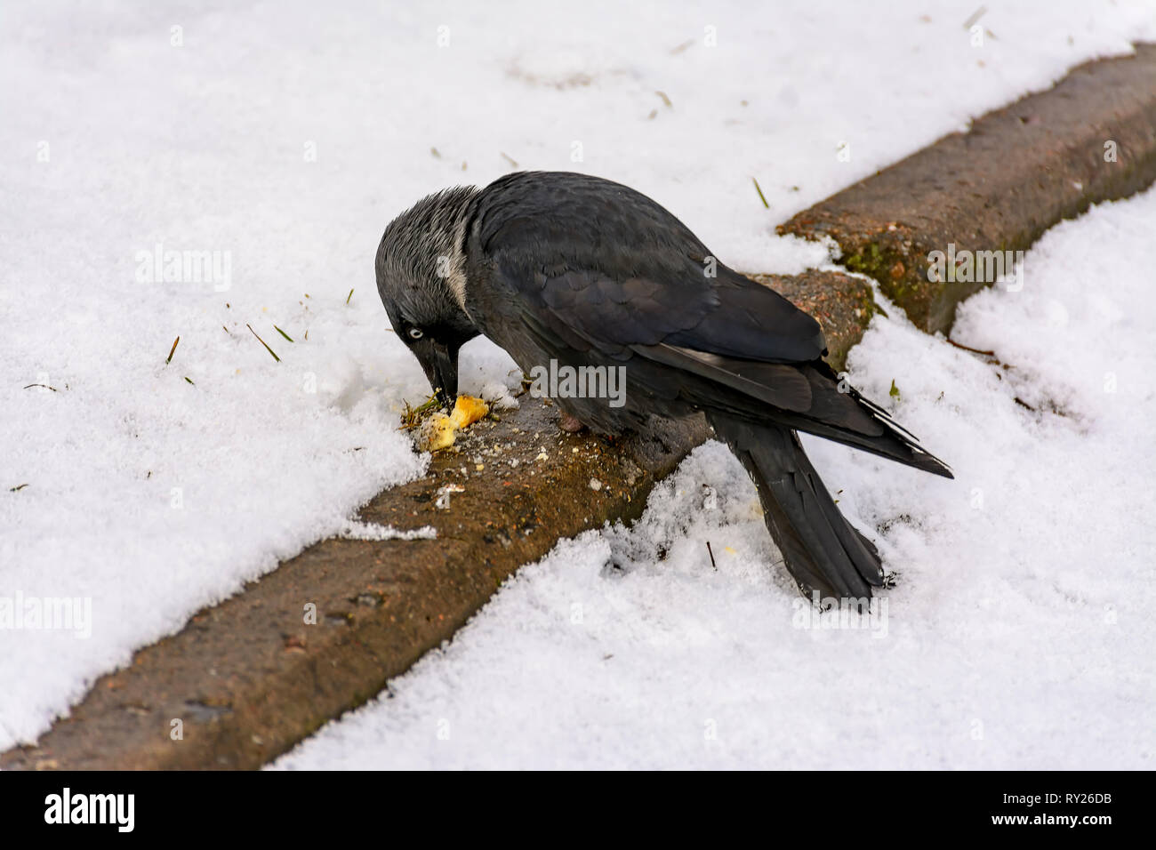 The bird is a jackdaw eats crackers thrown on her lawn Stock Photo - Alamy