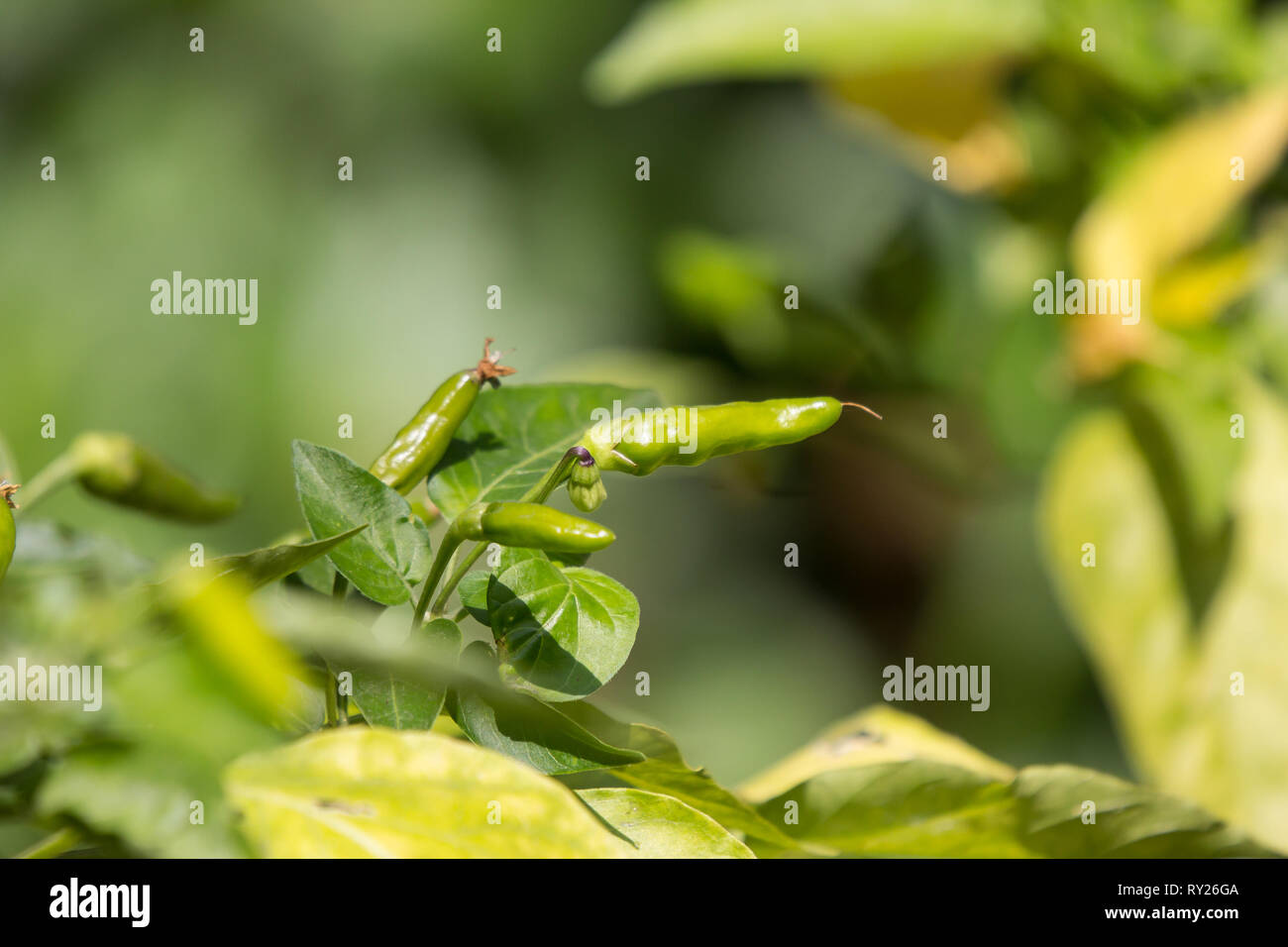 Chilli Padi or Bird's Eye Chilli or Bird Chilli or Thai pepper Stock ...
