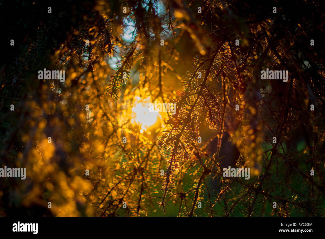Beautiful spring sunset through hi-res stock photography and images - Alamy