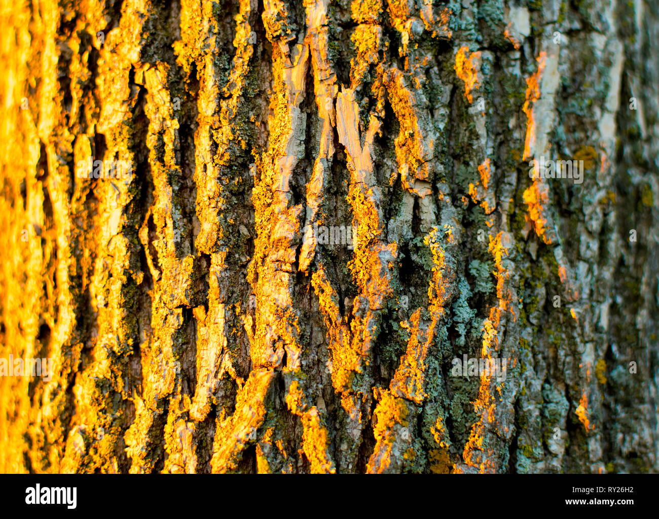 Tree in the sunlight Stock Photo - Alamy