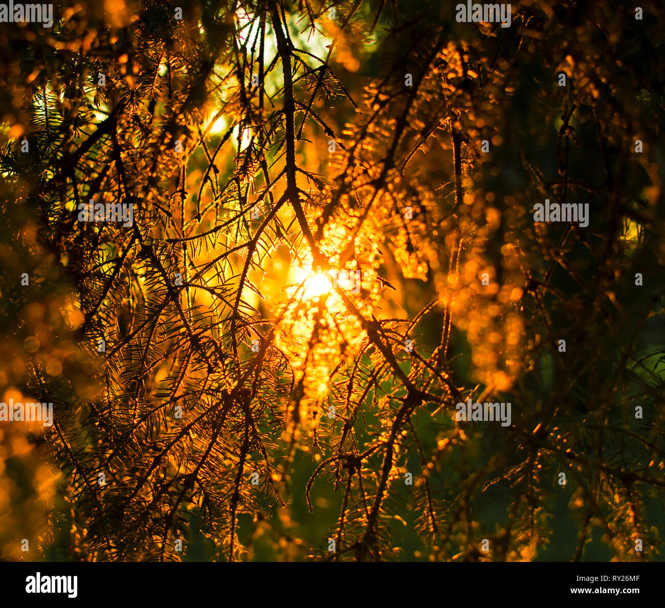 Warm sunset passing through branches Stock Photo - Alamy
