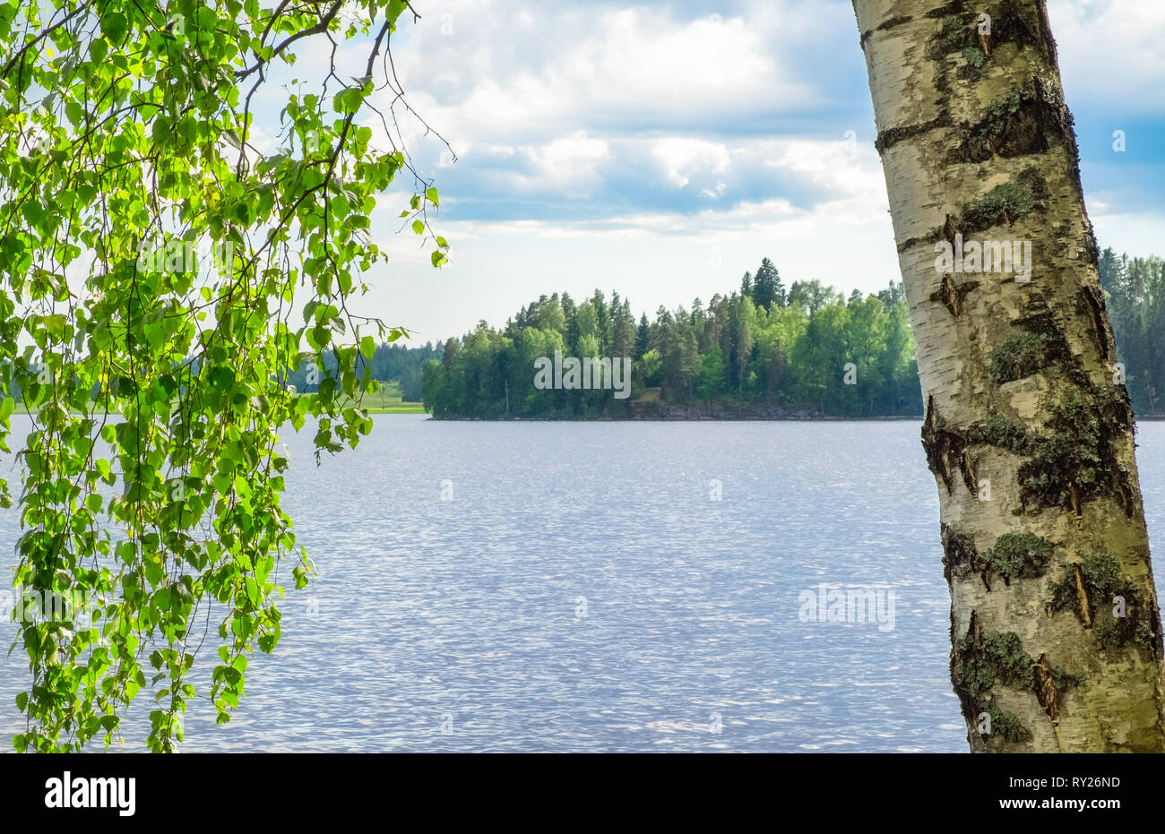 Idyllic lake view with close up from birch tree at spring day in ...