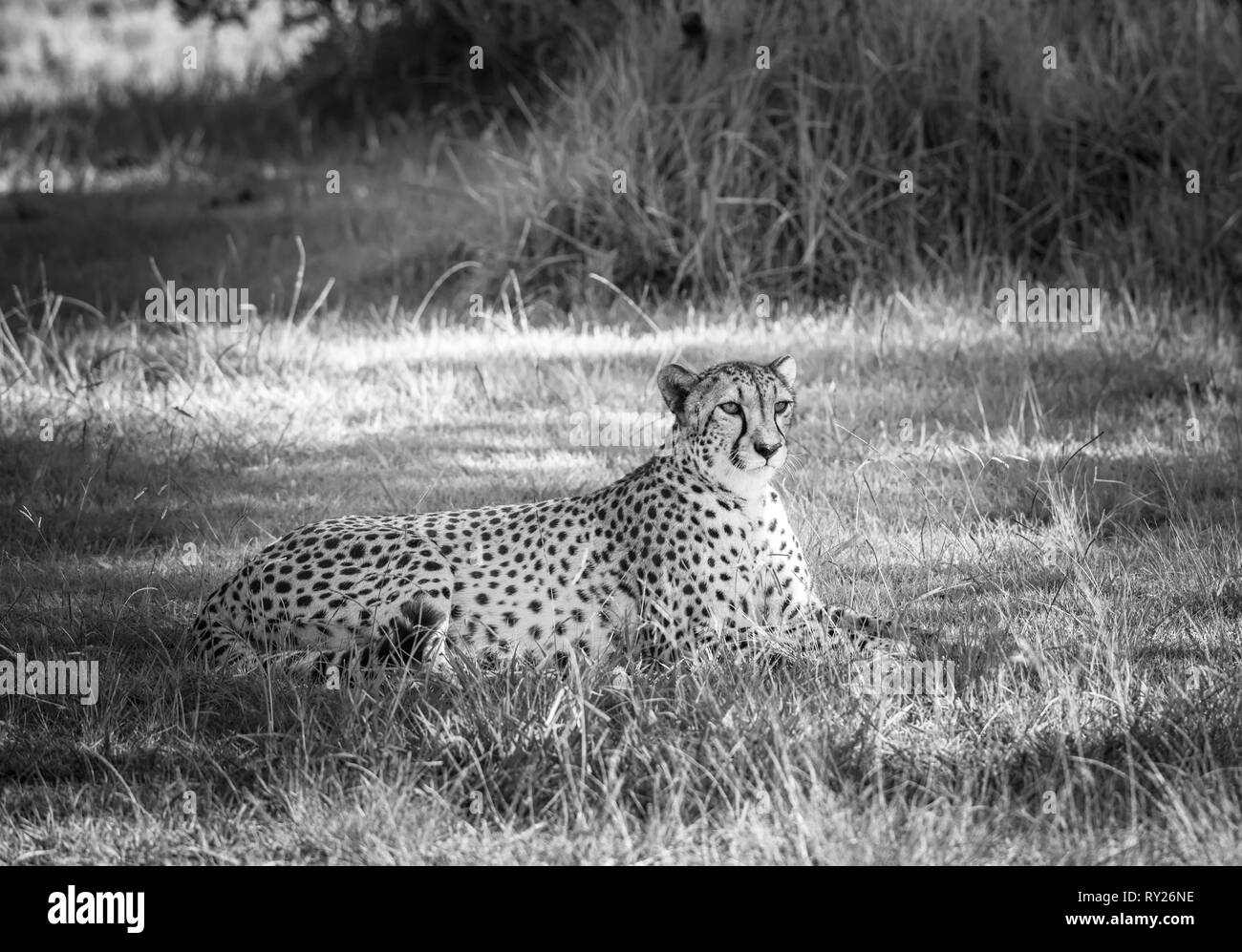 Black Cheetah Running